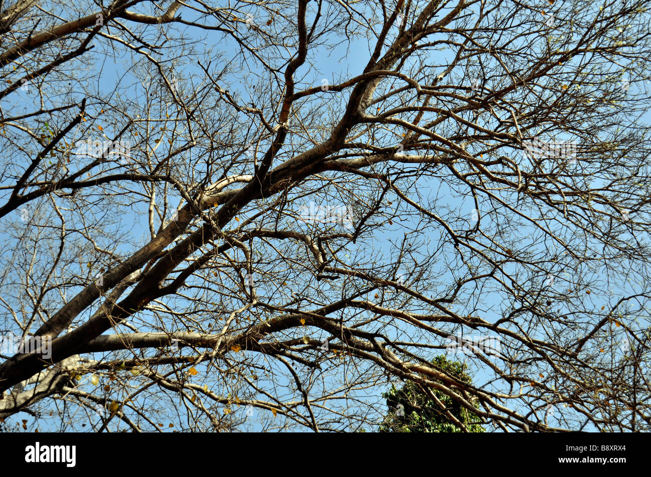 Denuded tree branches Stock Photo - Alamy