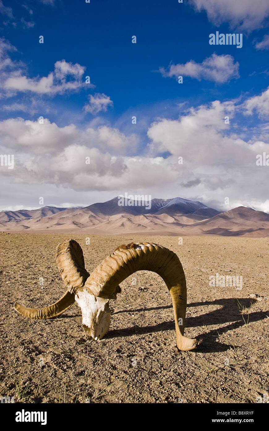 Pamir sheep hi-res stock photography and images - Alamy