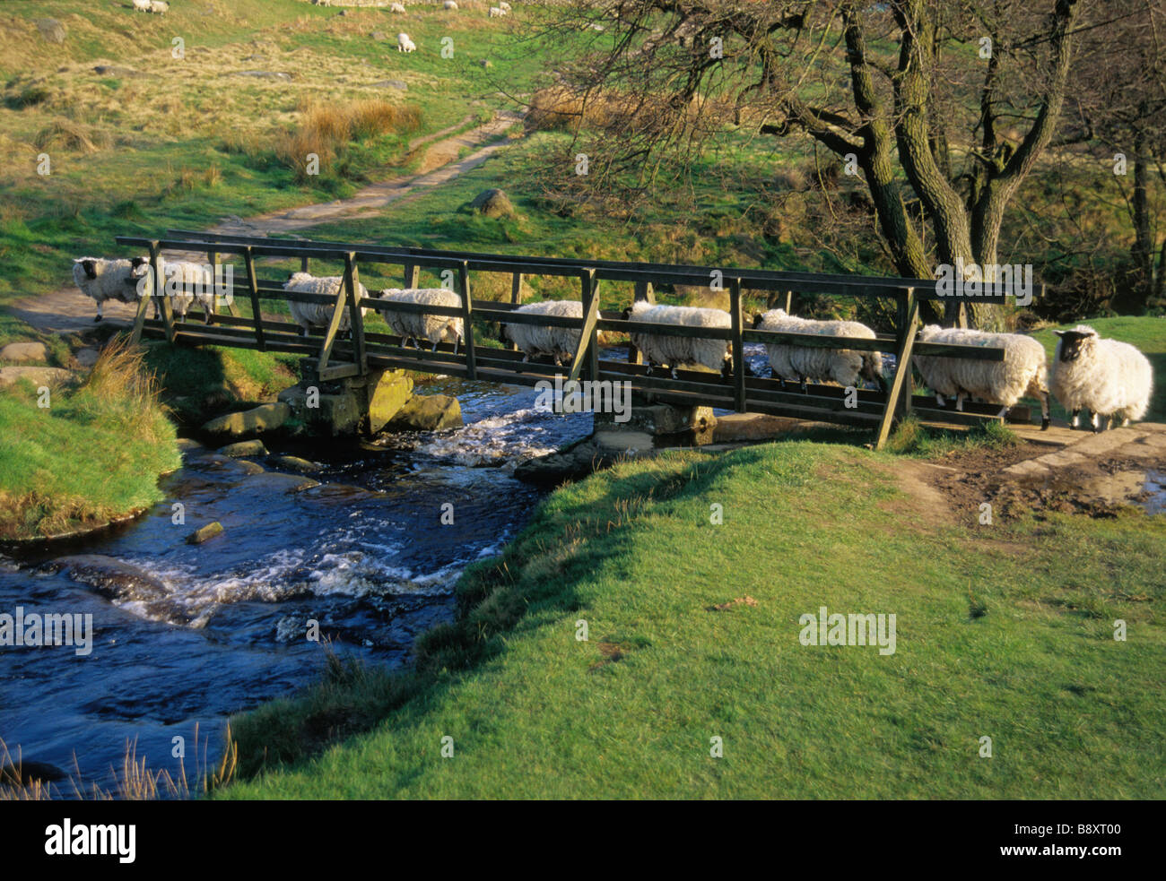 Gritstone sheep crossing a bridge on the Longshaw Estate Derbyshire ...