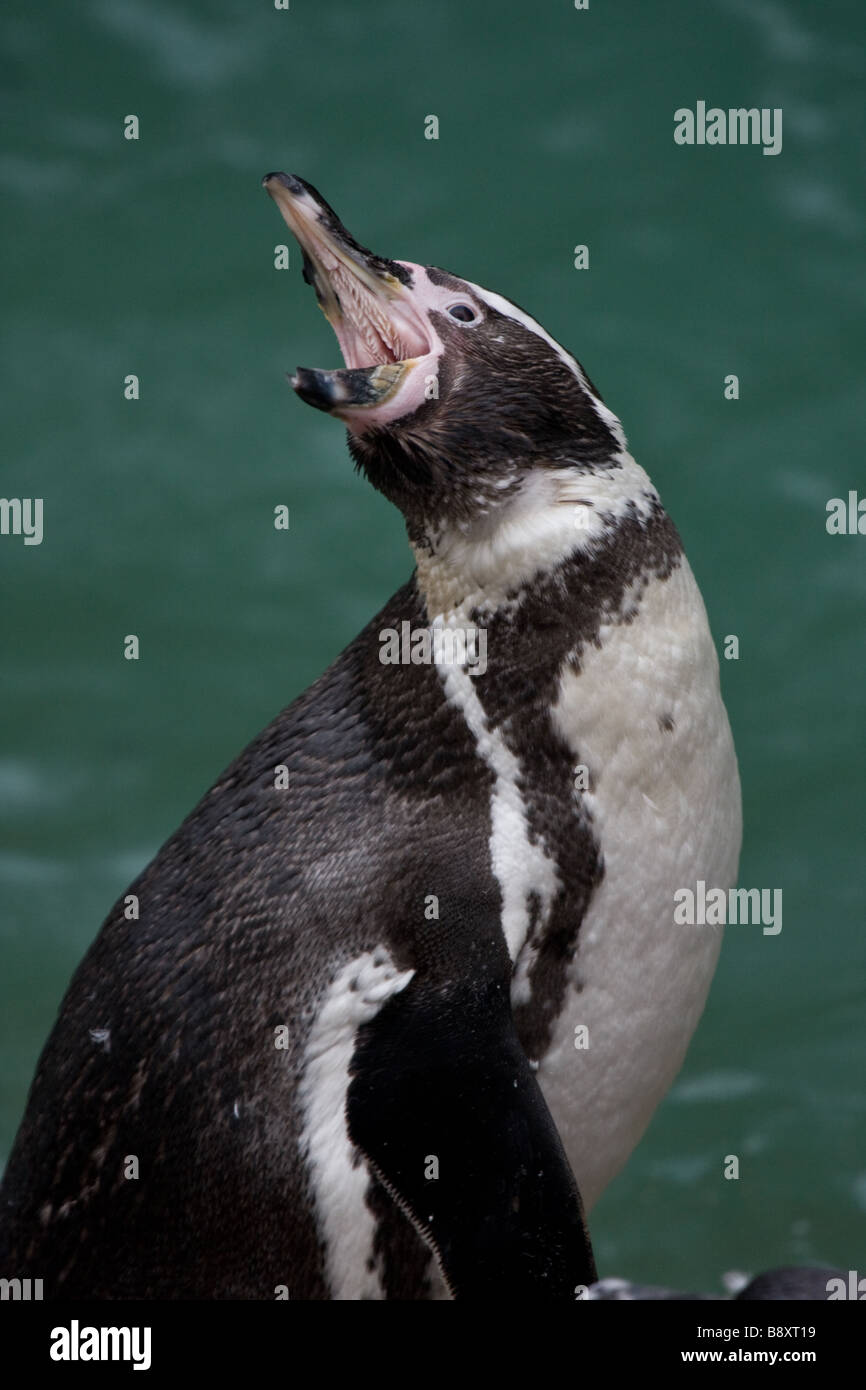Penguin calling. Dudley Zoo Stock Photo - Alamy