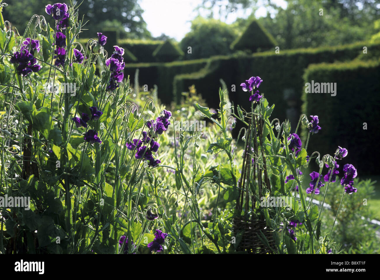 Lathyrus odoratus Kingsize Navy Blue a sweet pea at Lytes Cary Manor ...