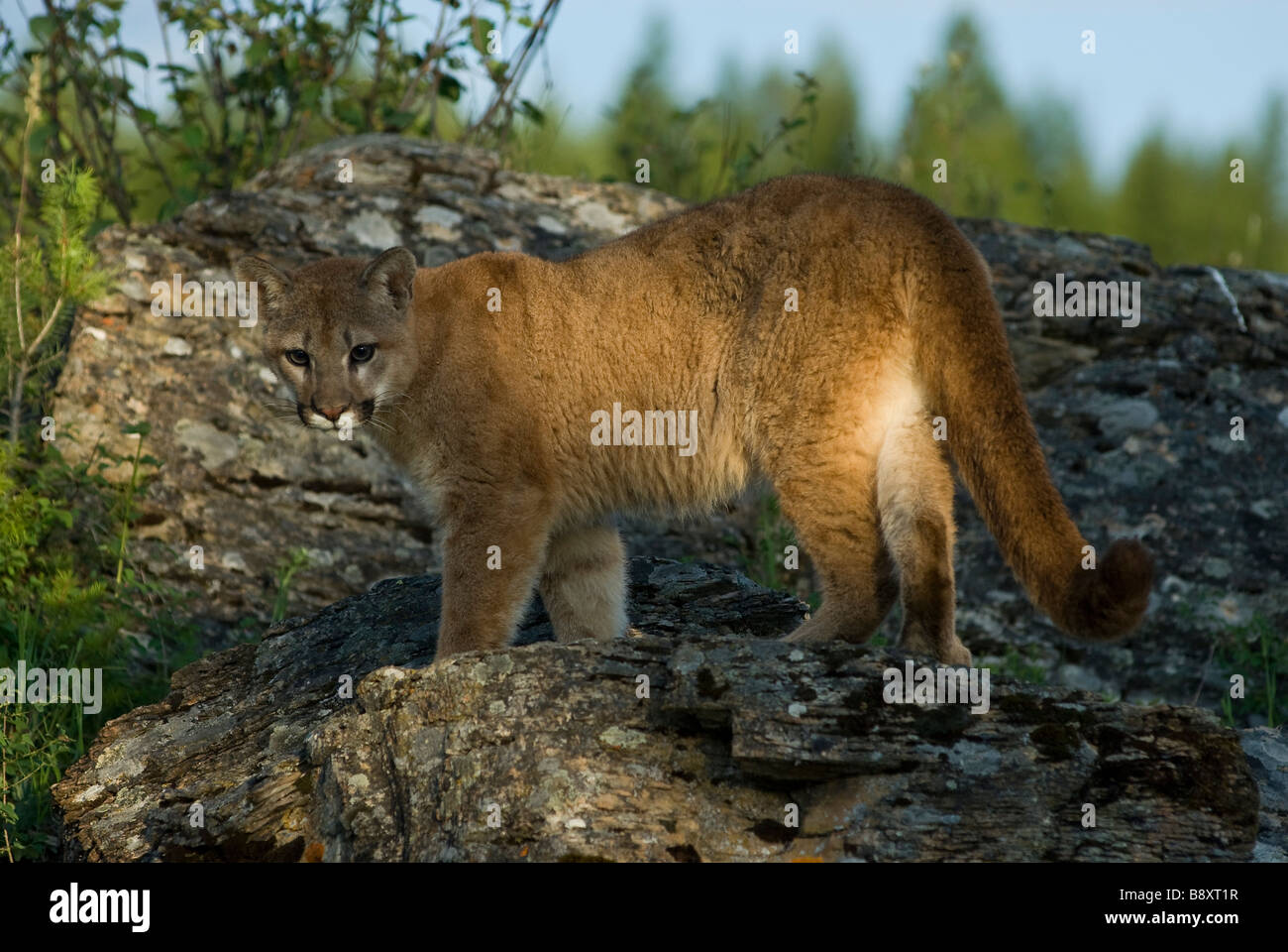 Cougar felis concolor juvenile hi-res stock photography and images - Alamy