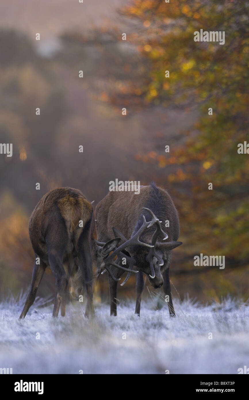 Clashing cold hi-res stock photography and images - Alamy