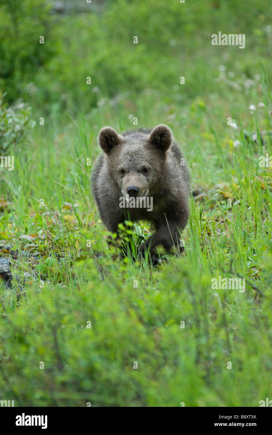 Grizzly bear cub running toward camera controlled conditions Stock ...