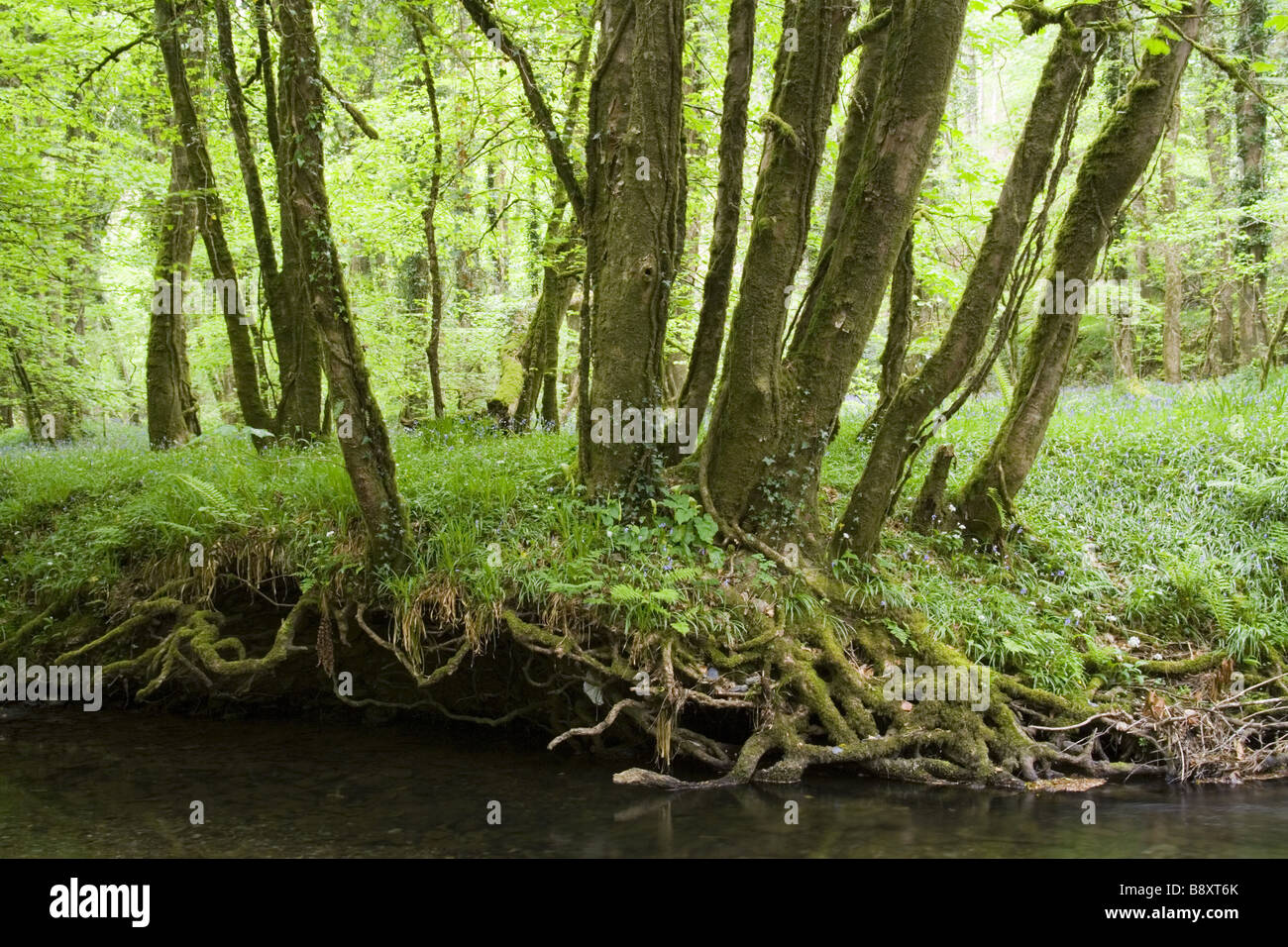 Lyd river valley hi-res stock photography and images - Alamy
