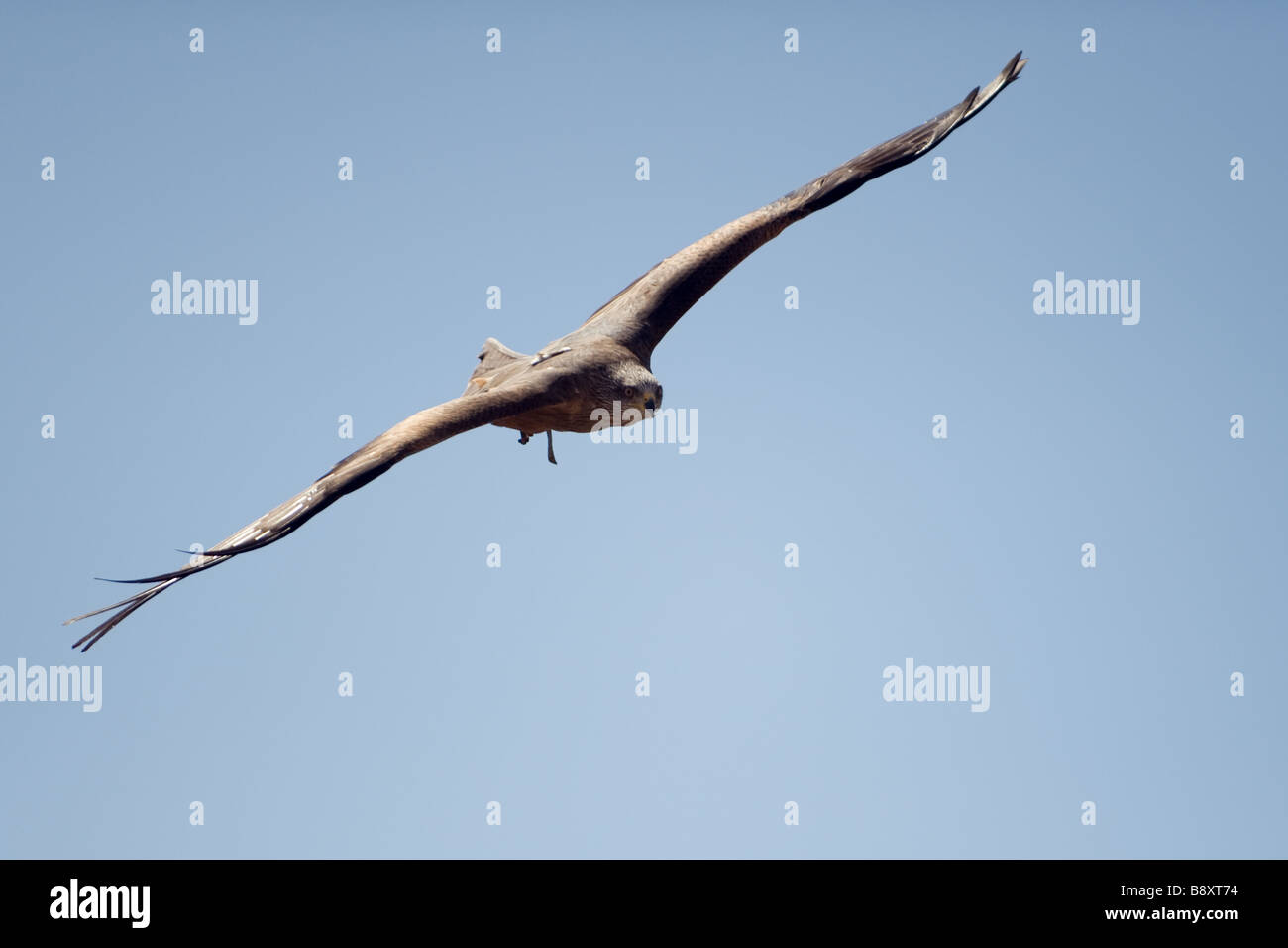 Hawk bird photos hi-res stock photography and images - Alamy