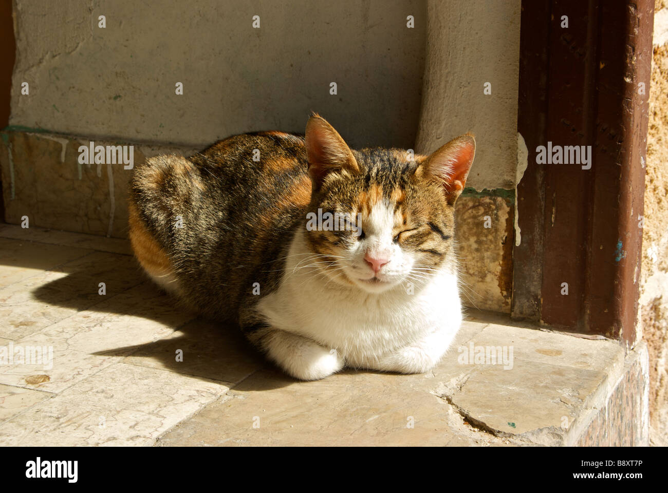 Domestic shorthair tortoiseshell cat hi-res stock photography and ...