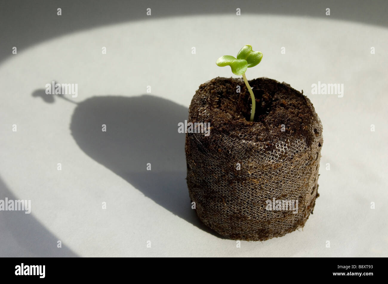 Root ball hi-res stock photography and images - Alamy