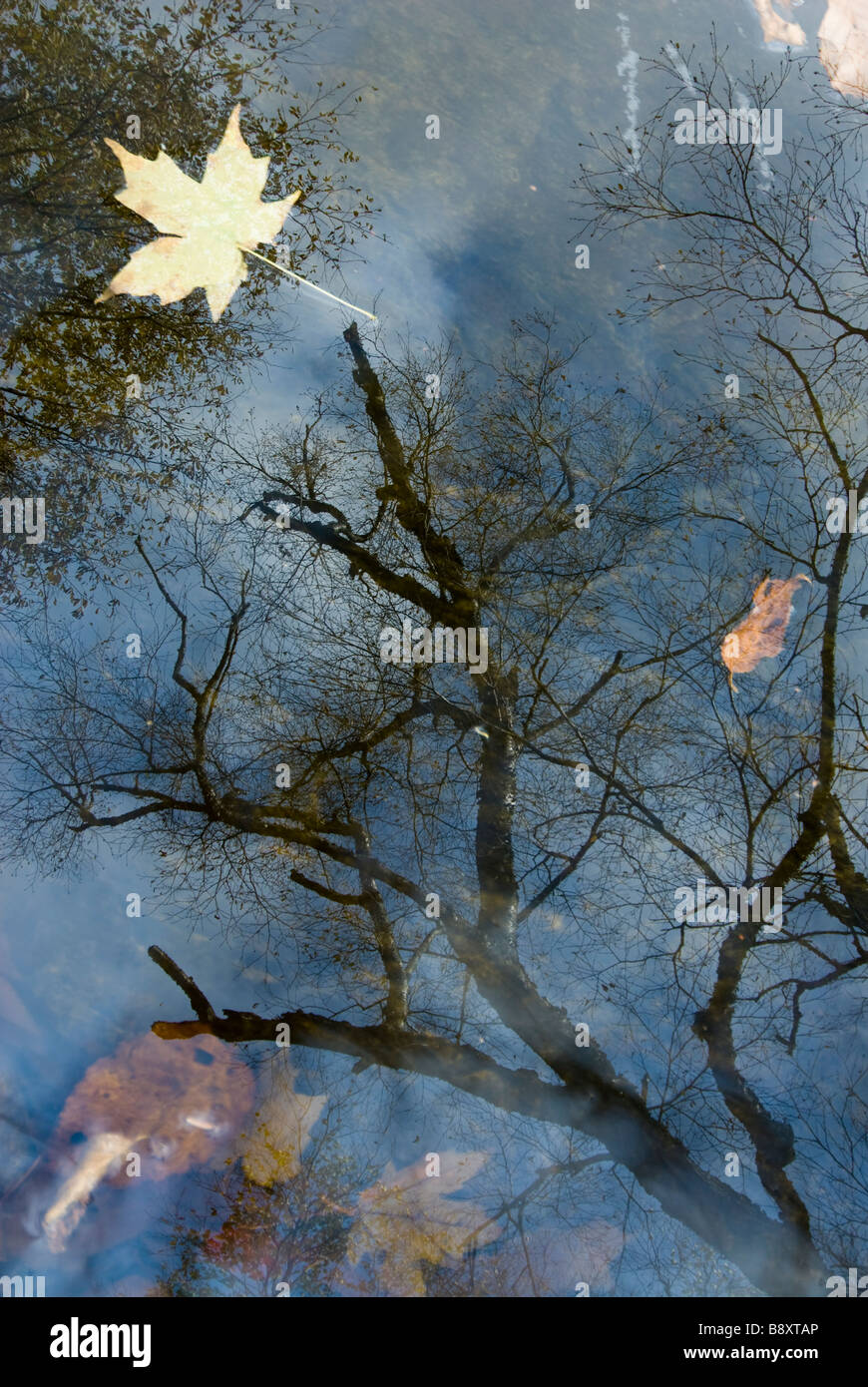 Leaves and reflection double exposure Stock Photo - Alamy