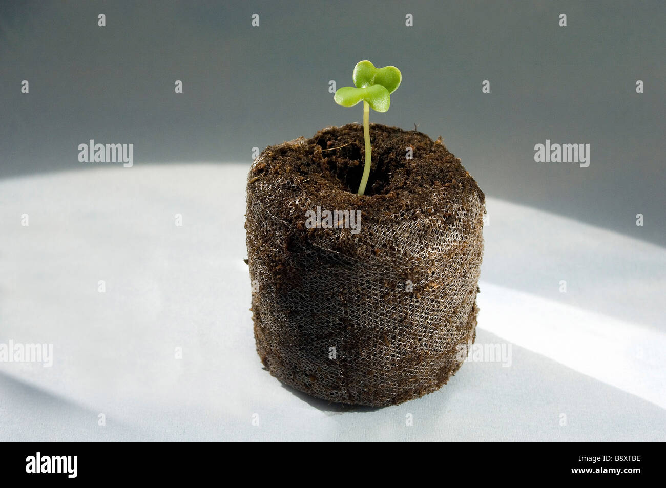 Seedling in a root-ball Stock Photo - Alamy