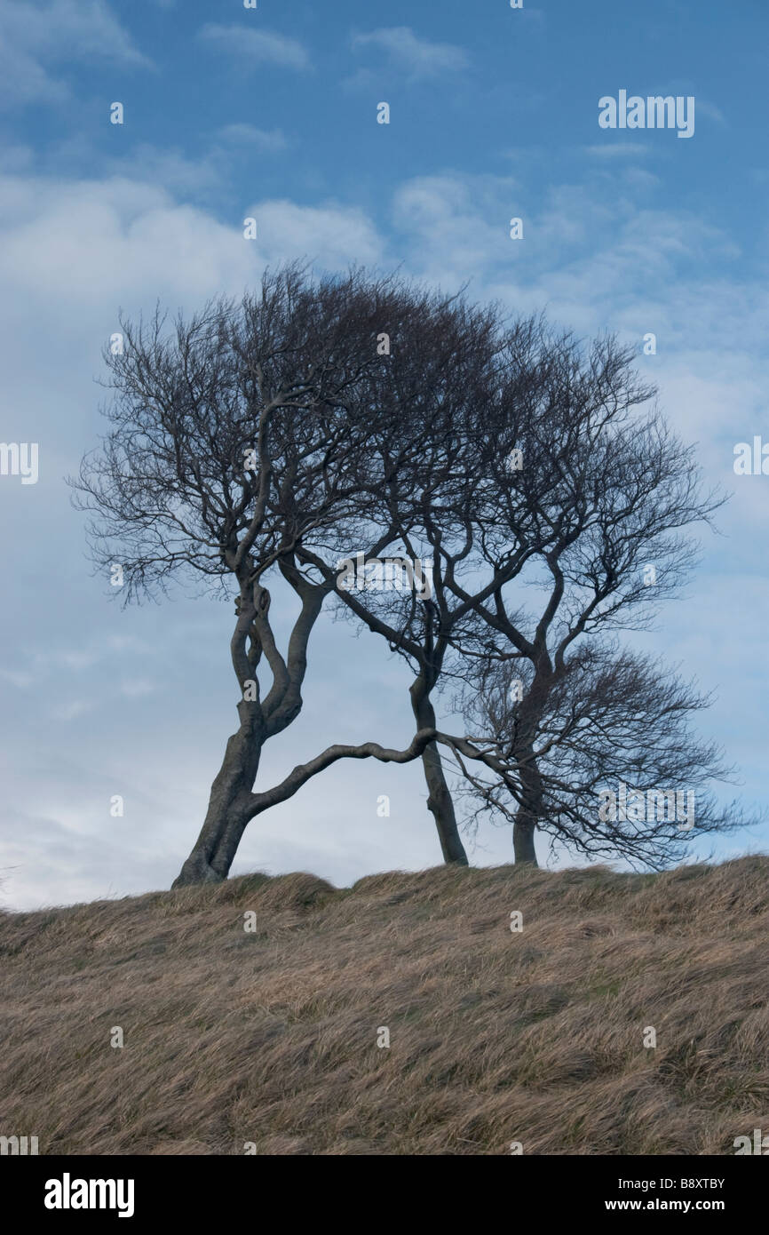 Knotted Tree's distorted by the wind on Cleeve Hill Gloucestershire ...