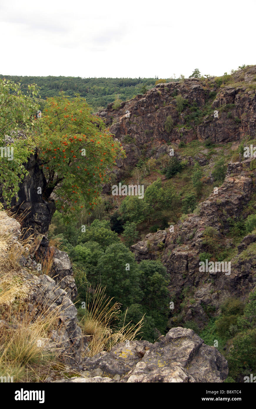 Tree on cliff edge hi-res stock photography and images - Alamy