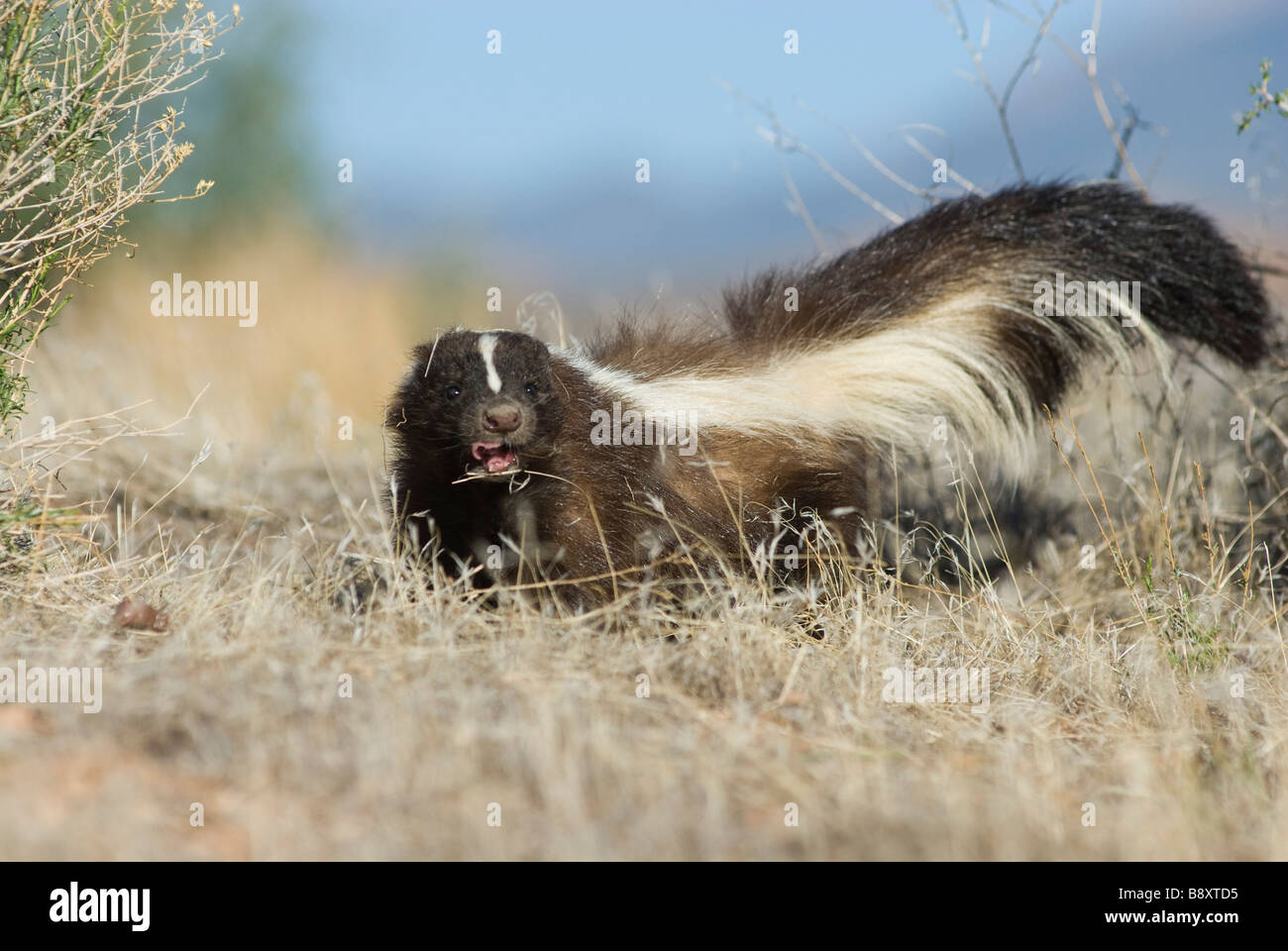 Skunks Eating Bees