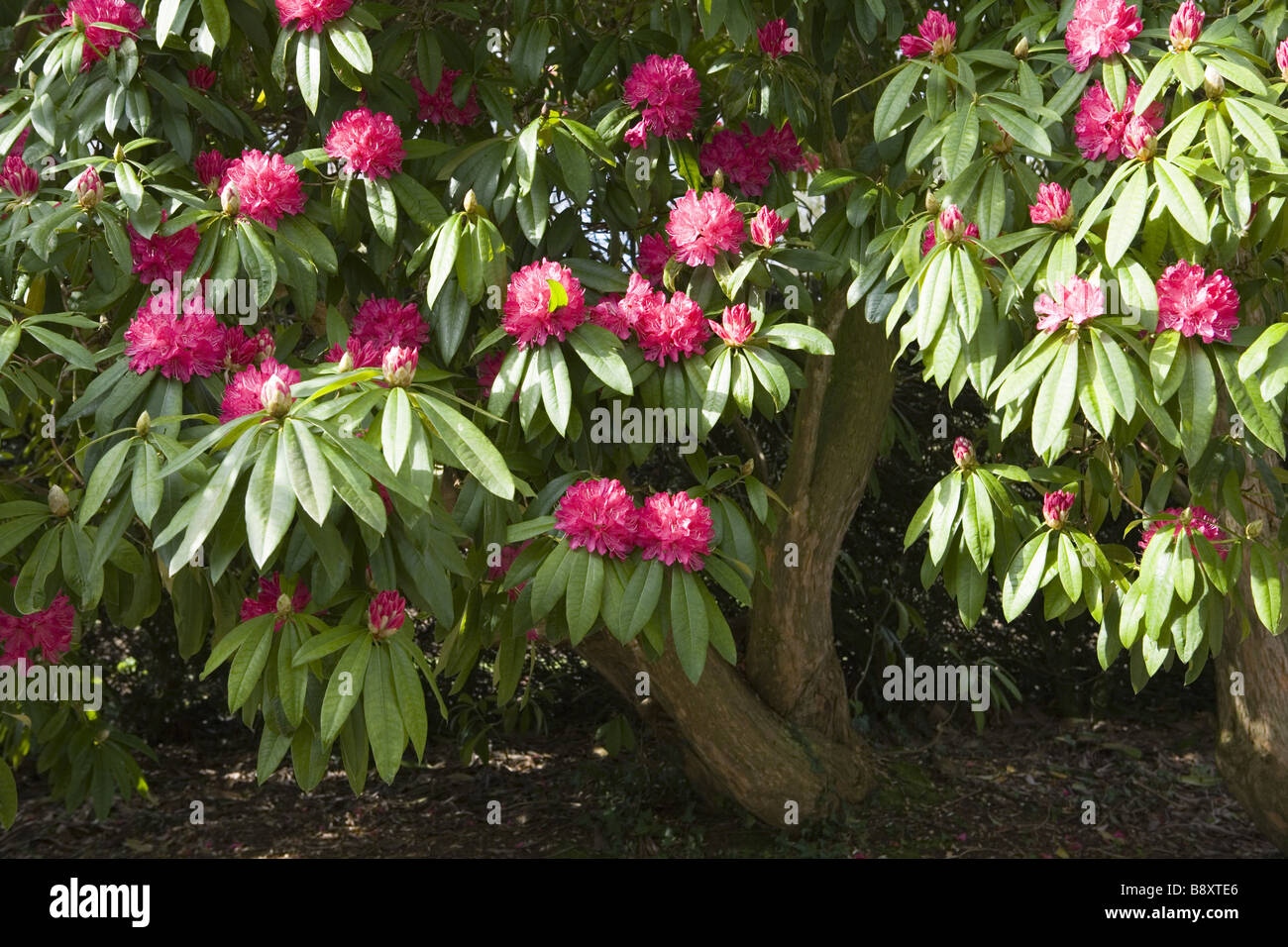 Rhododendron cornish red hi-res stock photography and images - Alamy