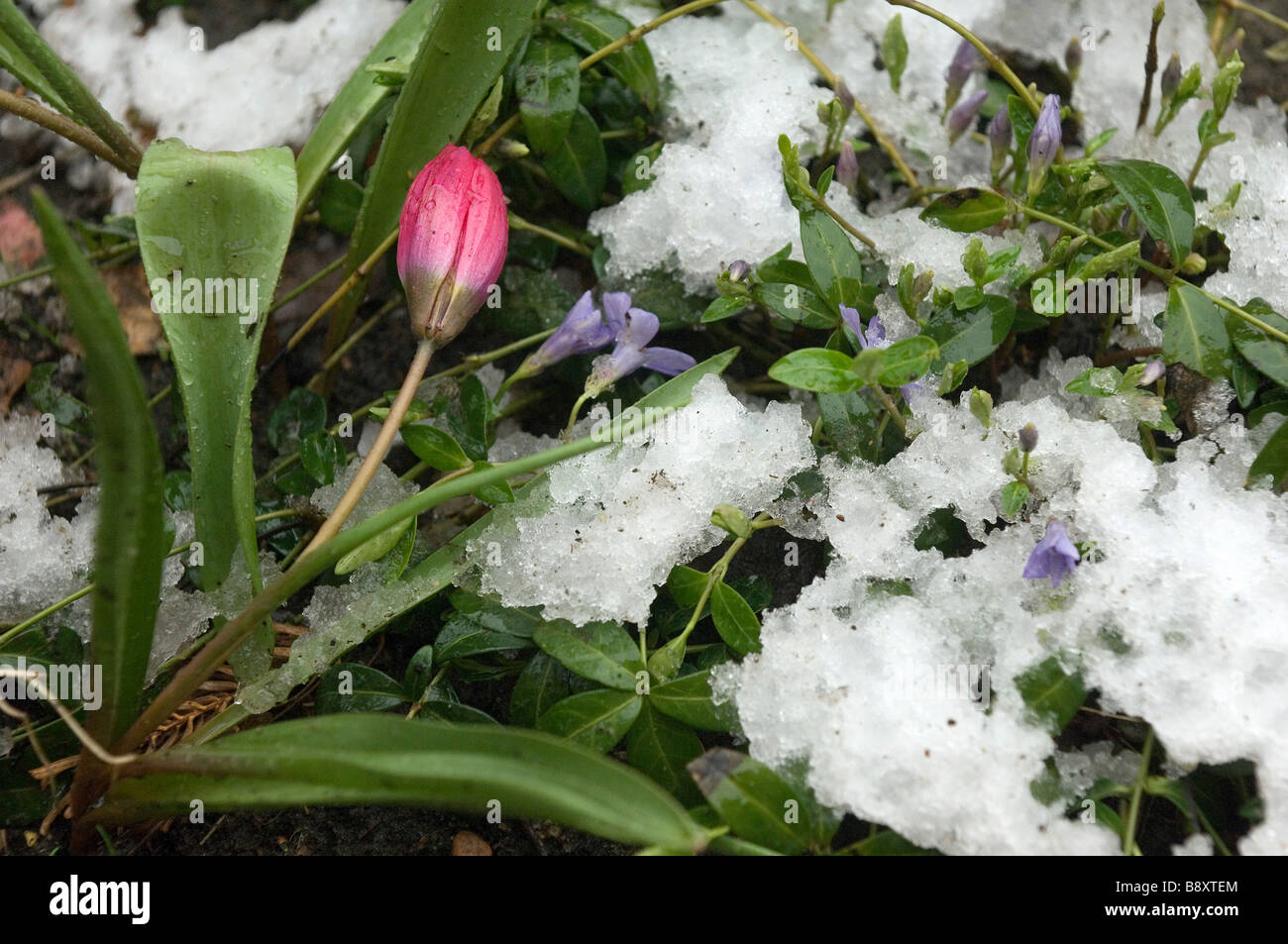 Flowers under snow Stock Photo - Alamy