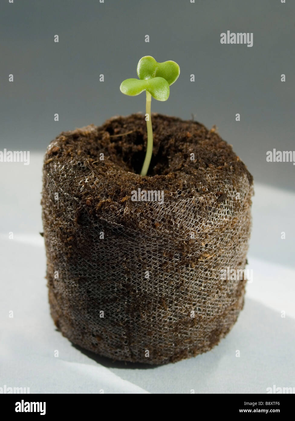 Root ball hi-res stock photography and images - Alamy