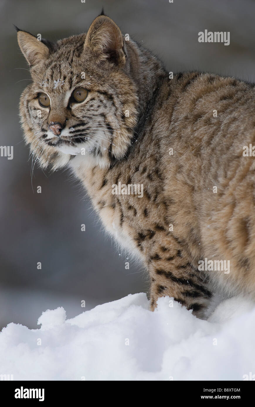 Bobcat in snow lynx rufus controlled conditions Stock Photo - Alamy