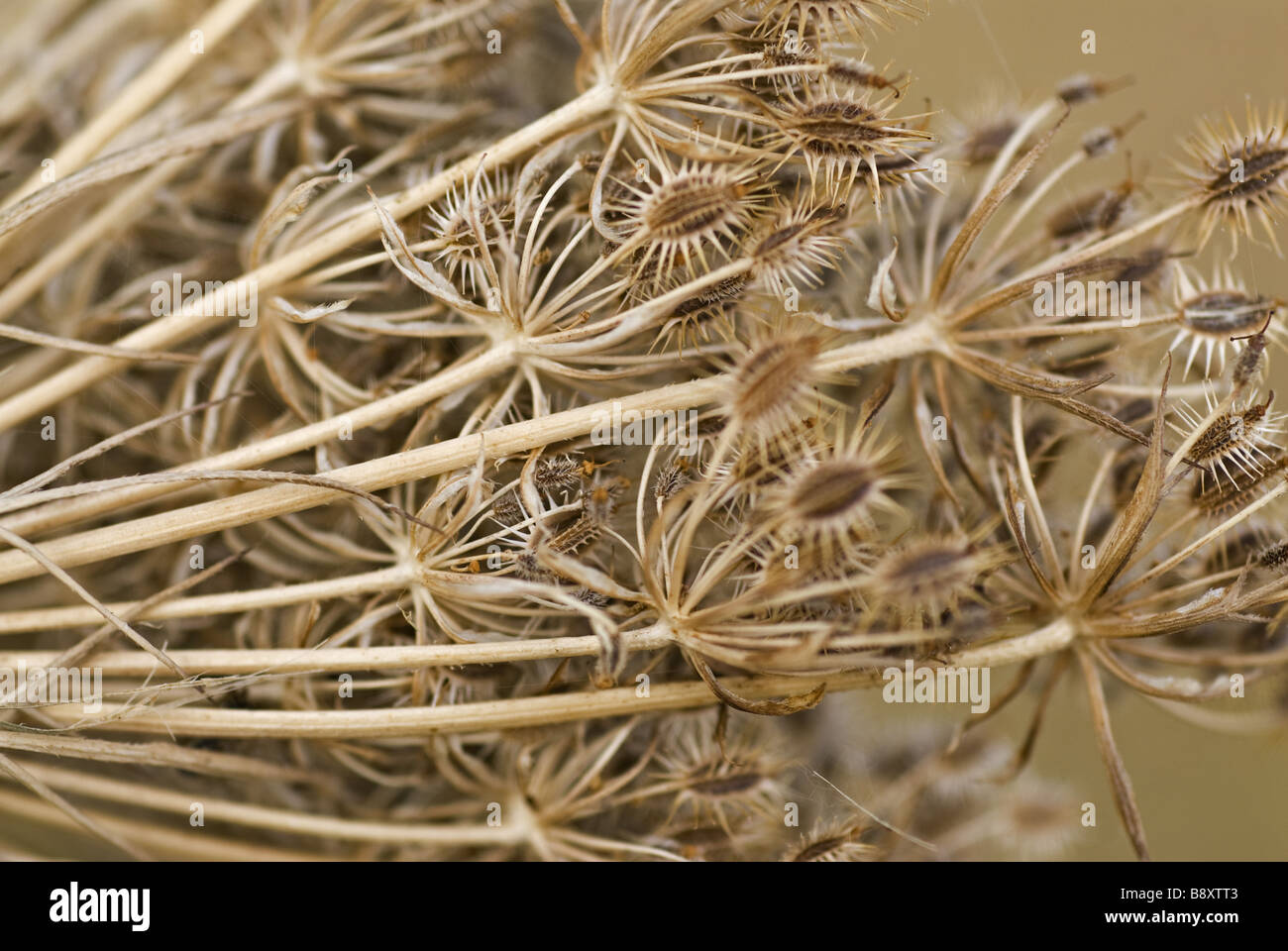 Lyveden New Bield Stock Photo - Alamy