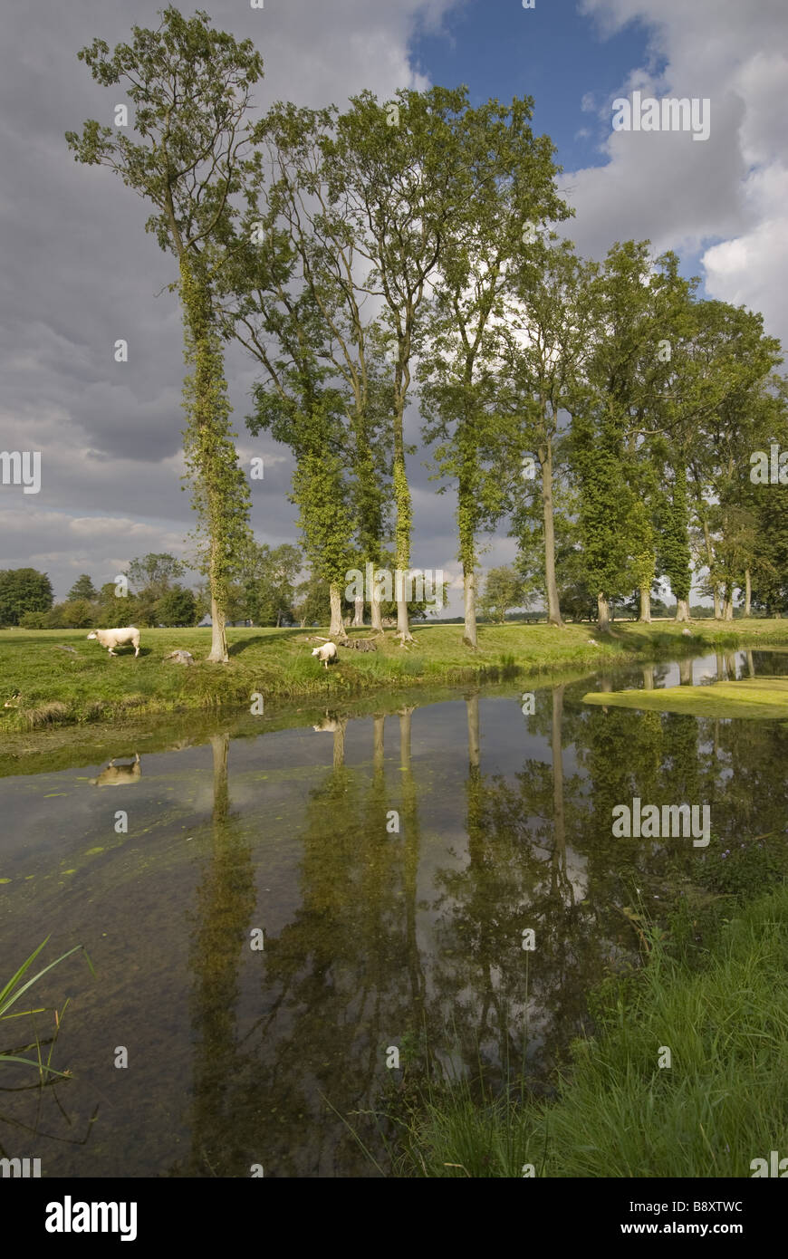 England 17th century sheep hi-res stock photography and images - Alamy