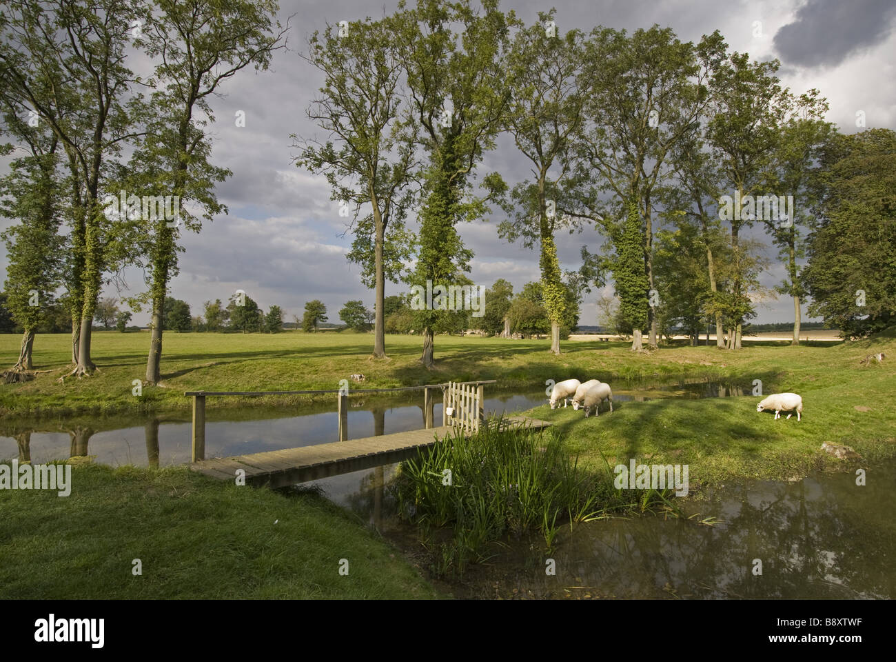 England 17th century sheep hi-res stock photography and images - Alamy