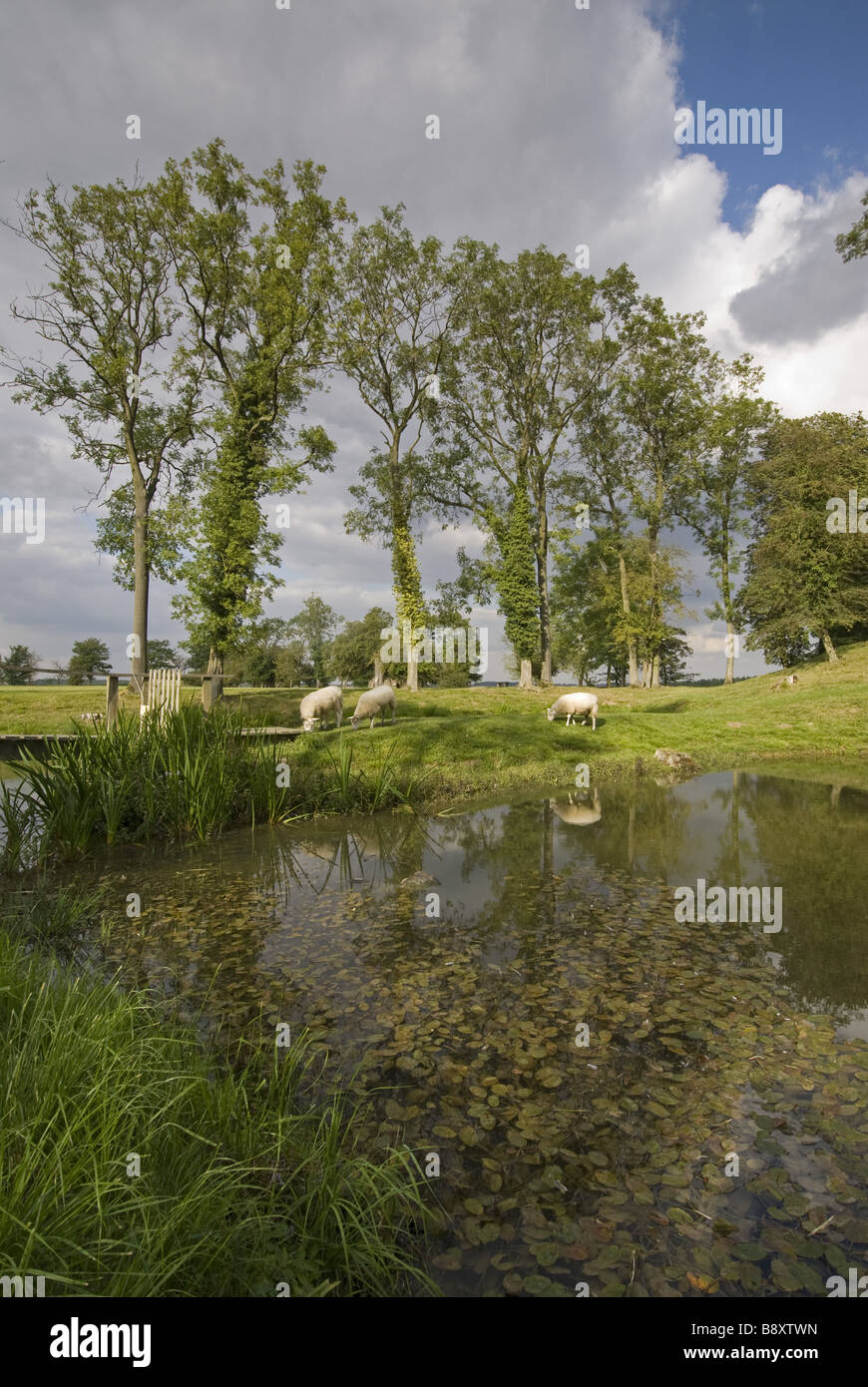 England 17th century sheep hi-res stock photography and images - Alamy