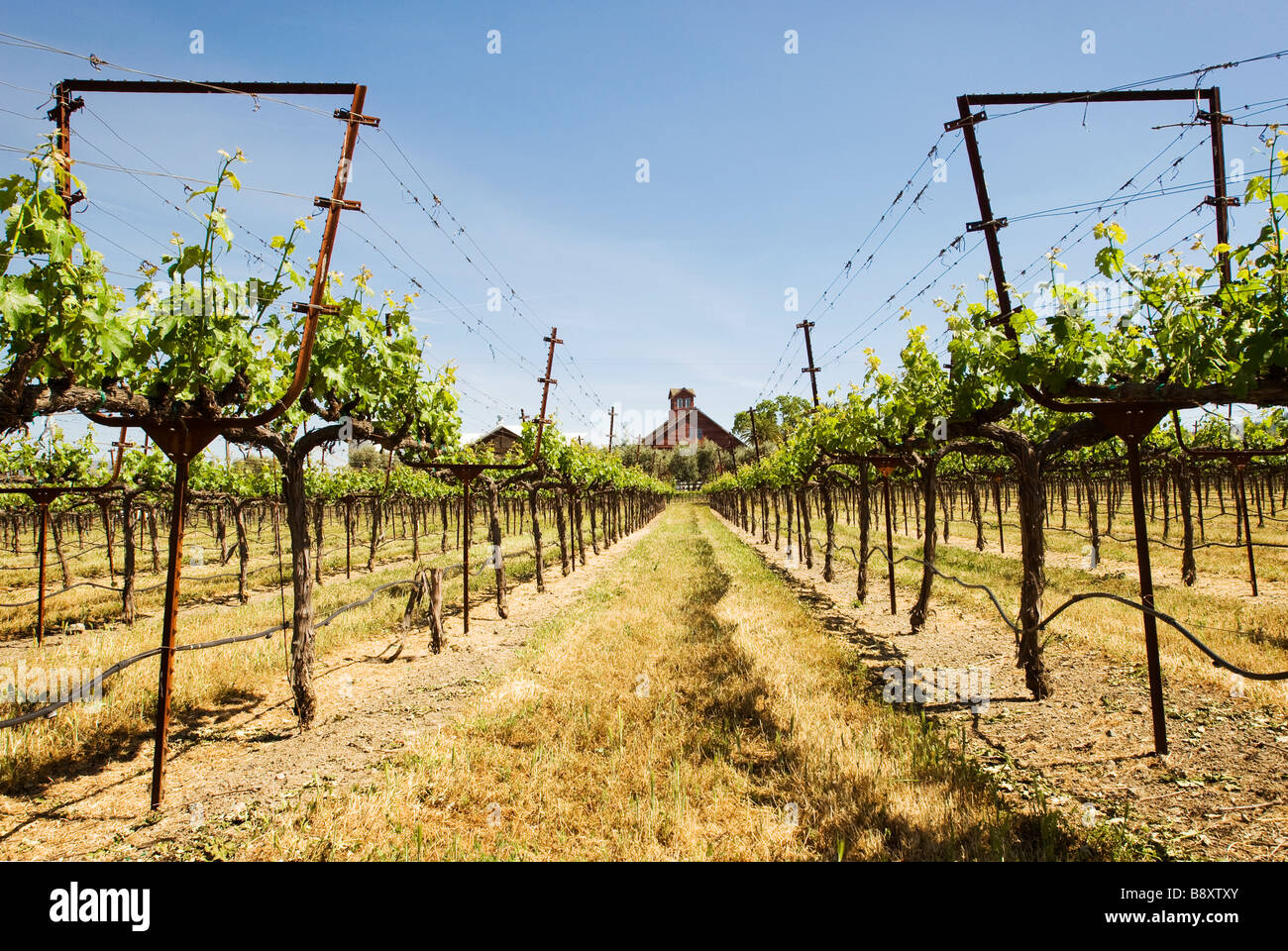 Vineyard california barn hi-res stock photography and images - Alamy