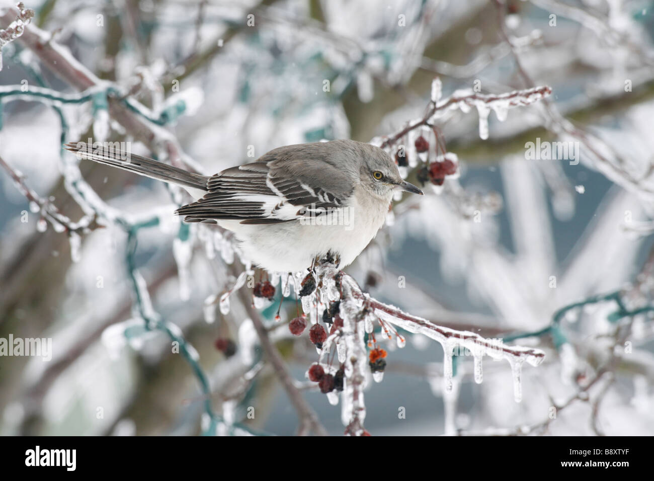 North american mockingbird hi-res stock photography and images - Alamy