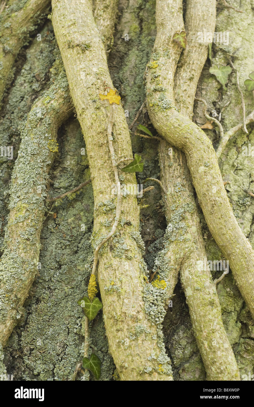 Twisted and textured tree roots in the grounds at Lyveden New Bield ...