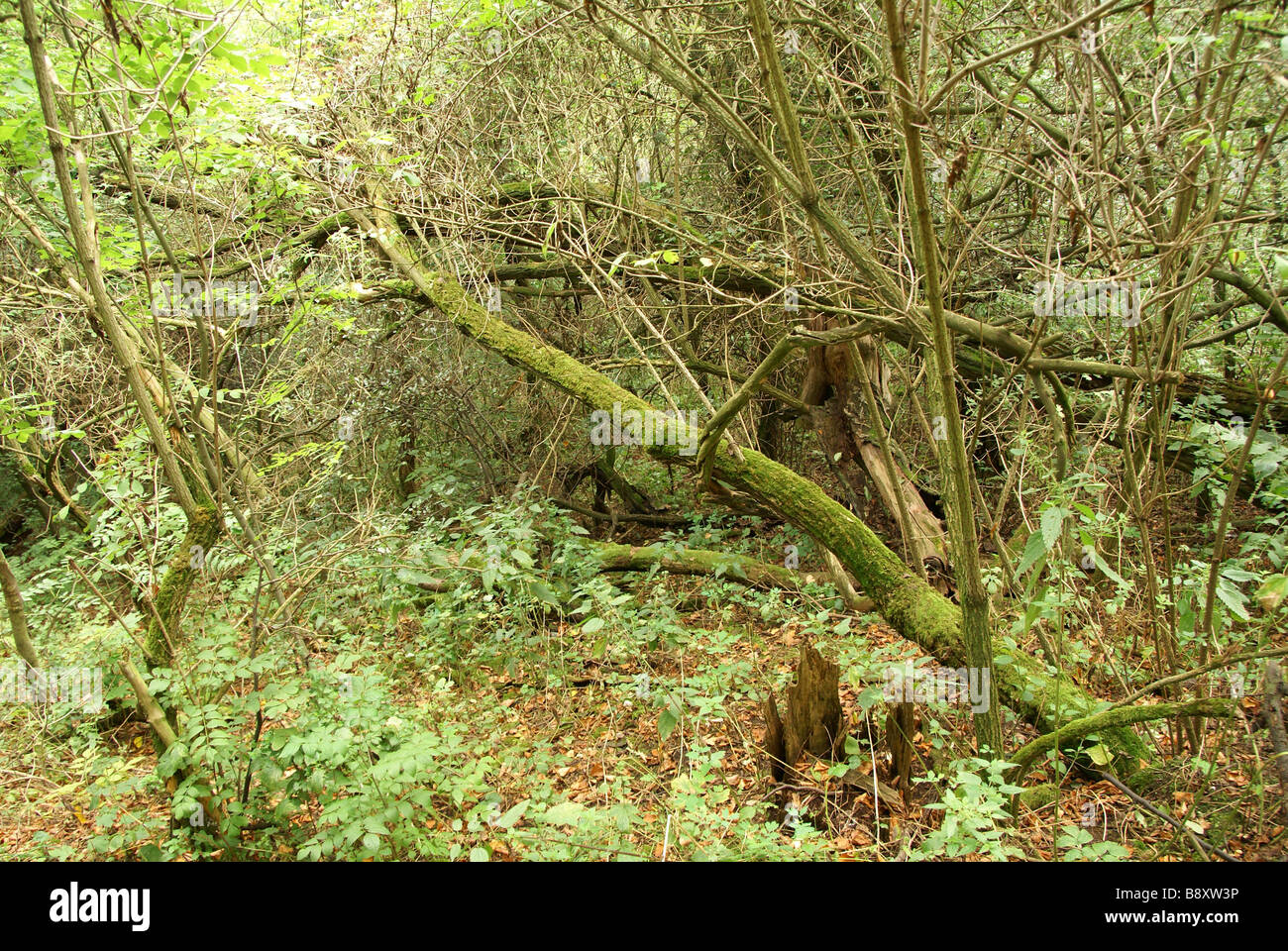 Primeval forest tree hi-res stock photography and images - Alamy