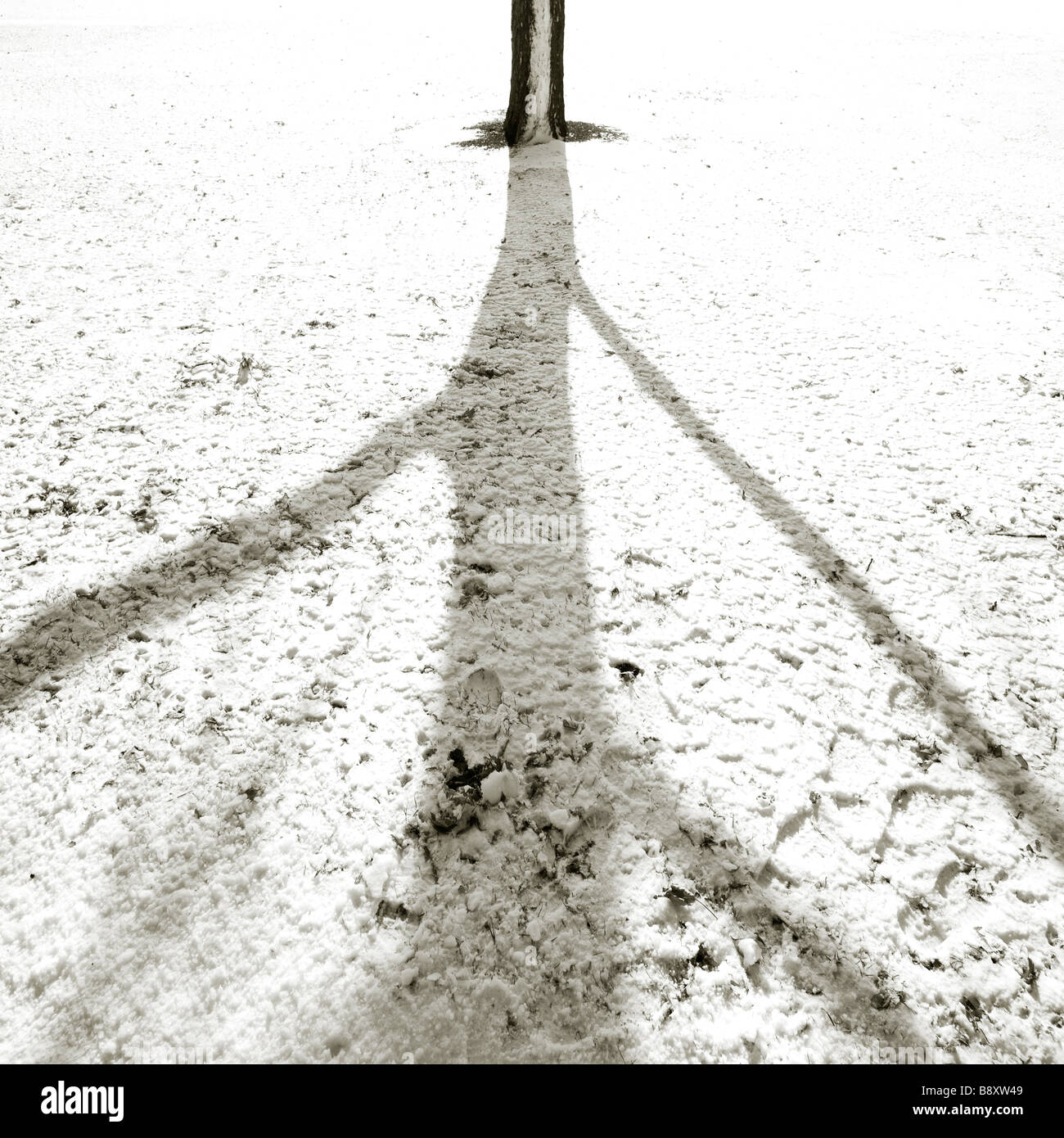 The abstract shape of a tree trunk's shadows play across snowy winter ...