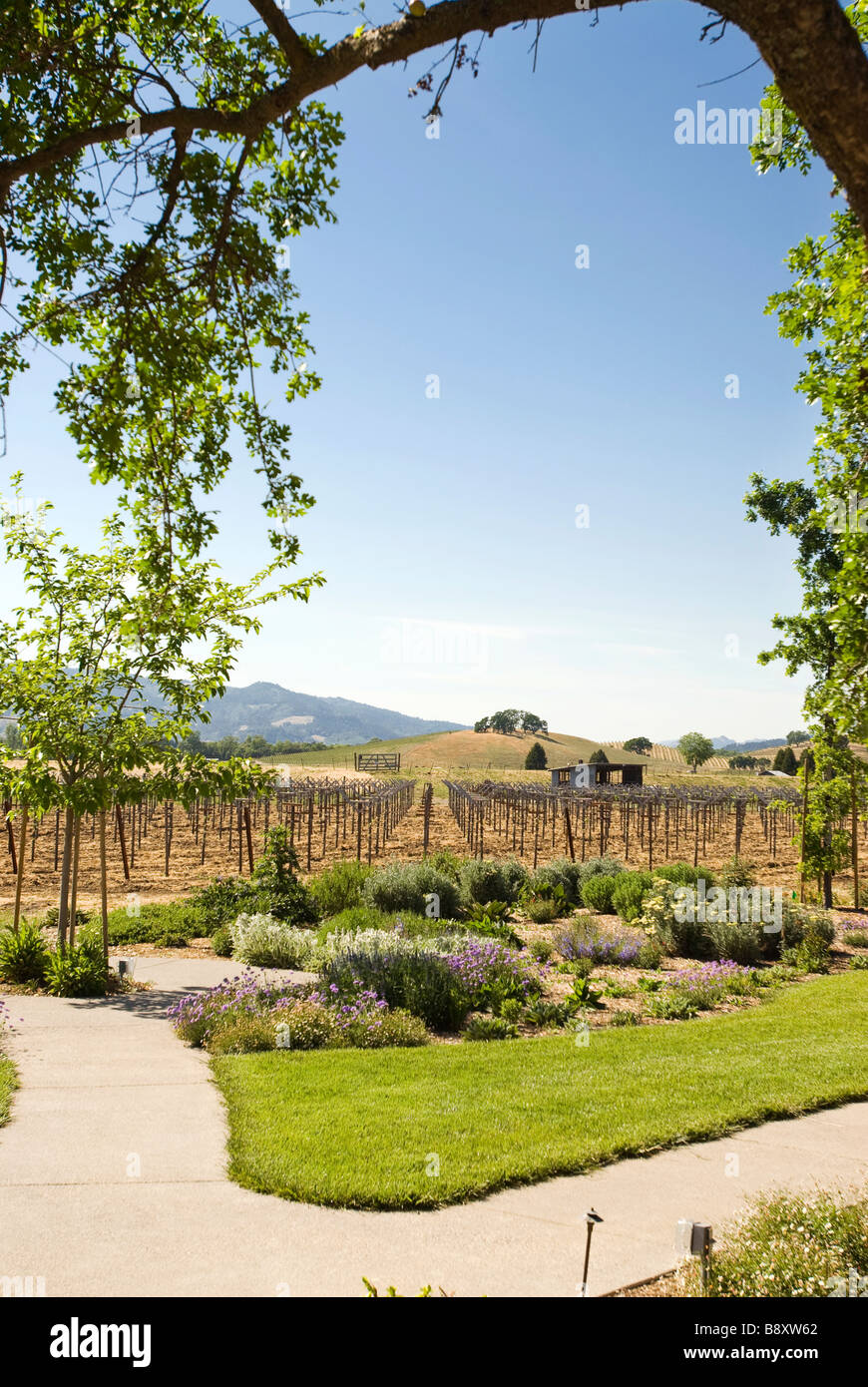 Vineyard field in early spring hi-res stock photography and images - Alamy