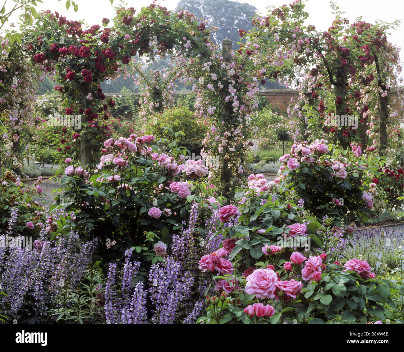 Glorious Roses High Resolution Stock Photography and Images - Alamy