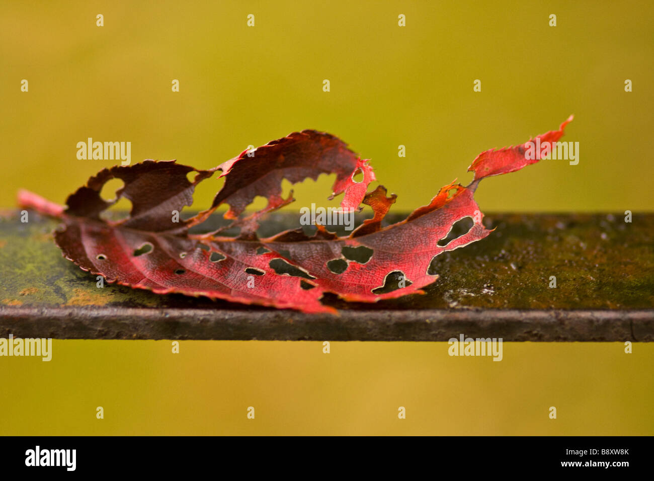 Decaying leaf hi-res stock photography and images - Alamy