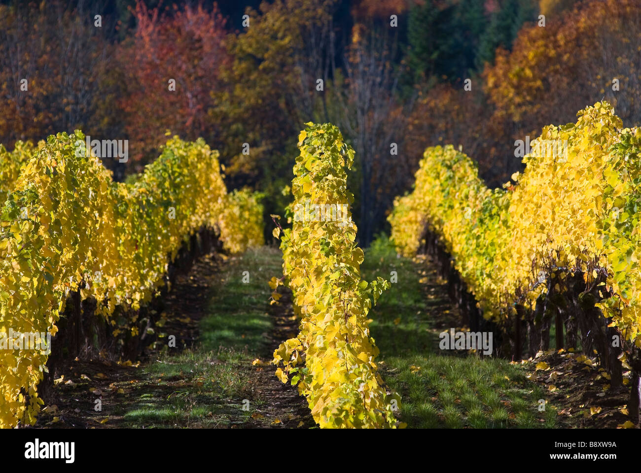 The vineyards of Elk Cove winery Stock Photo - Alamy