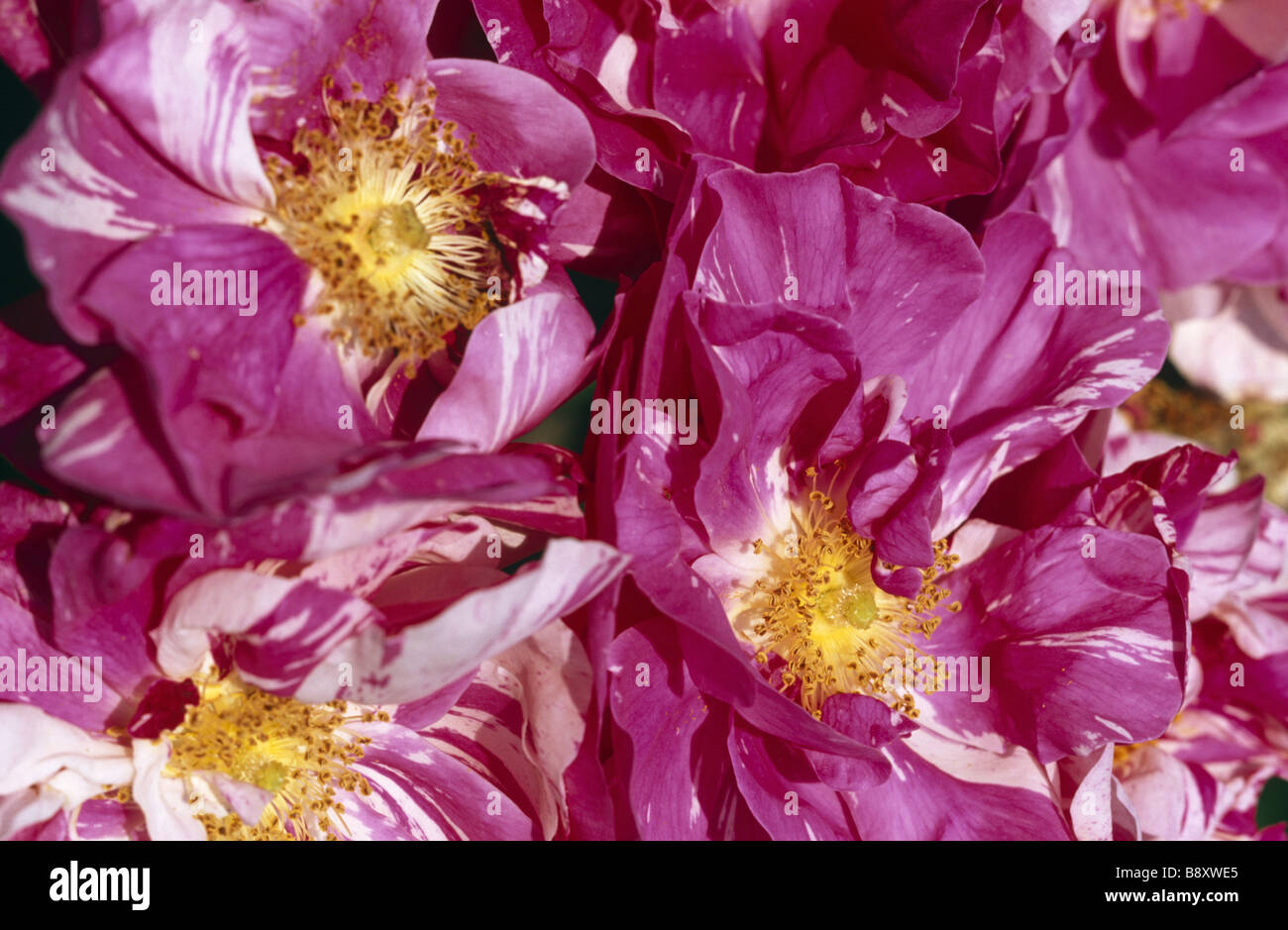 Vicks caprice hi-res stock photography and images - Alamy