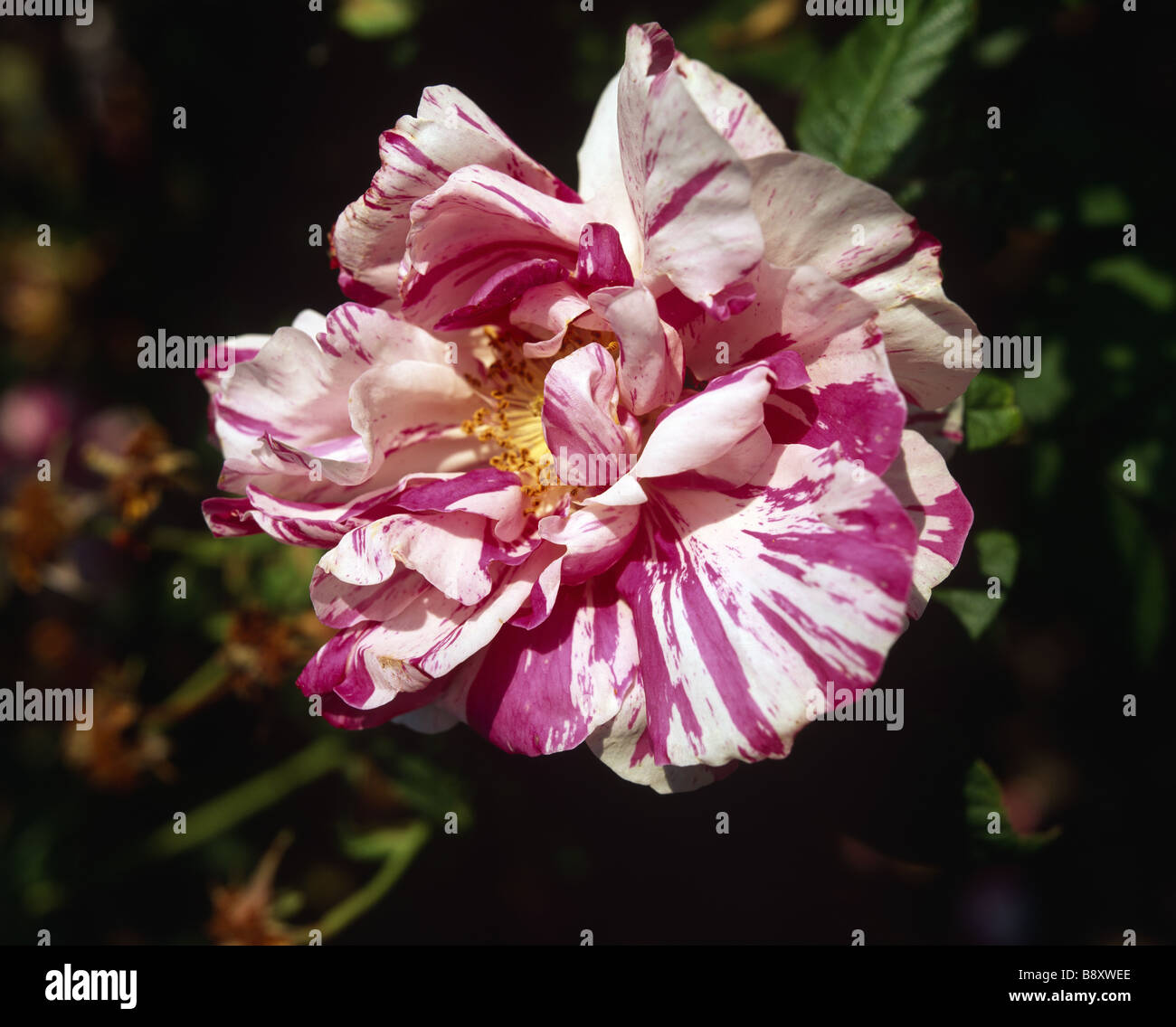 Andrea jones Stock Photos & Images from Alamy