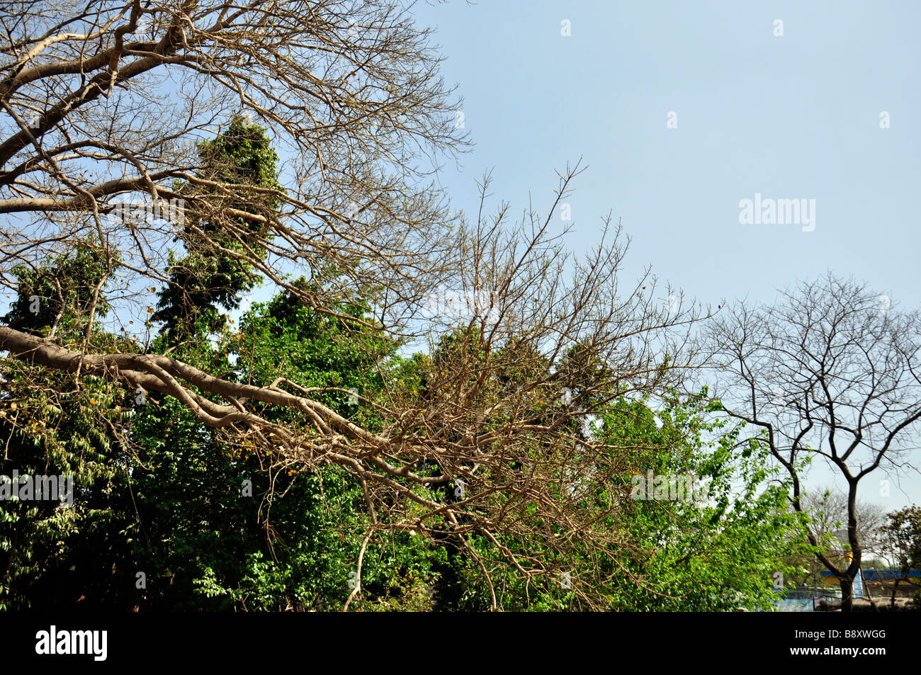 Tree canopy pattern hi-res stock photography and images - Alamy