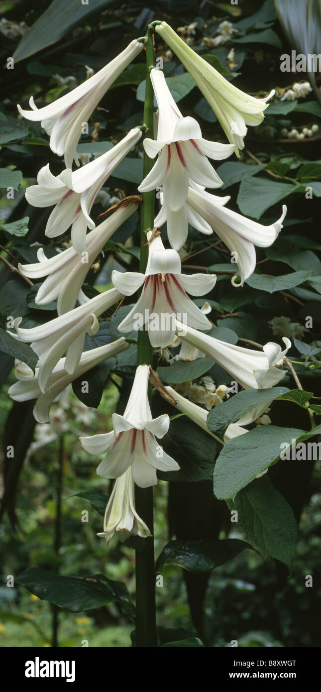 A Himalayan Lily Lilium Cardiocrinum Giganteum pictured in the gardens ...