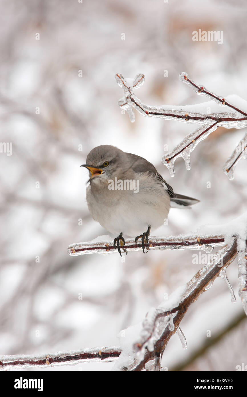 Mockingbird singing hi-res stock photography and images - Alamy