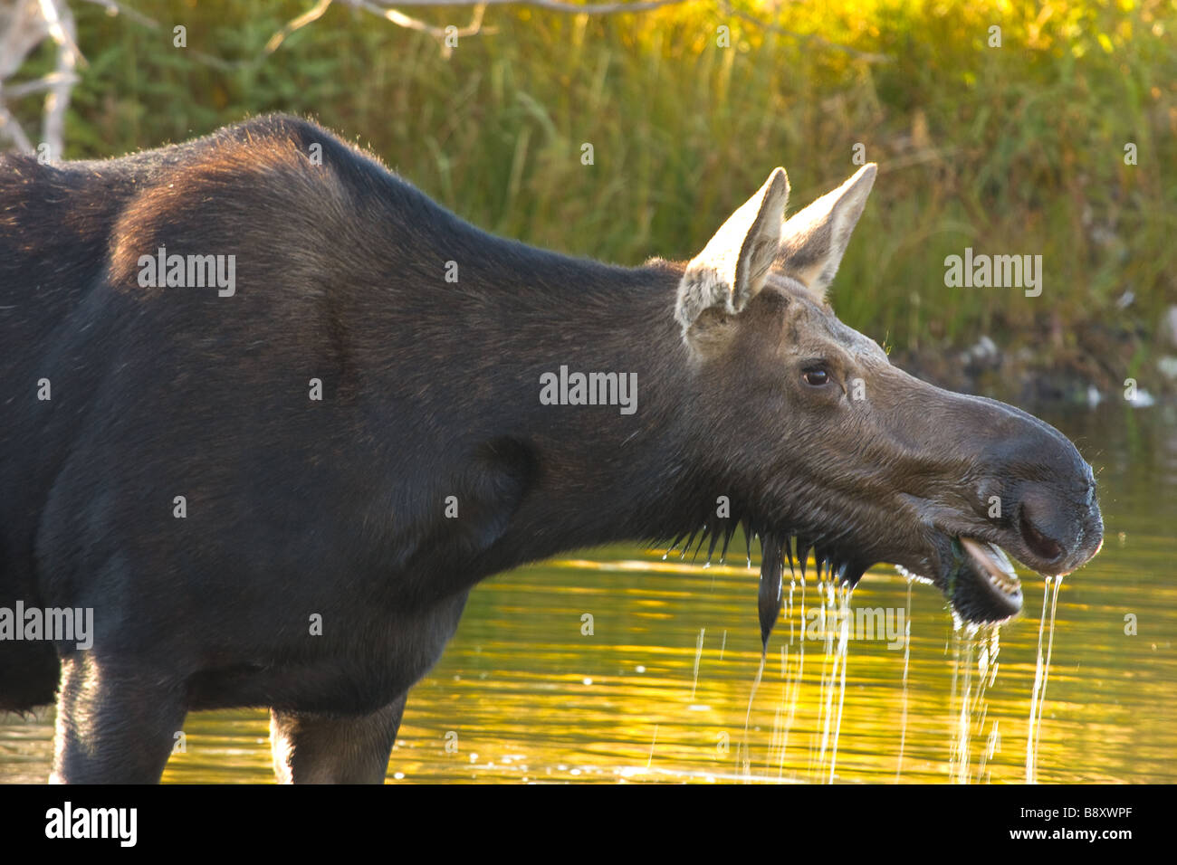 Moose eating hi-res stock photography and images - Alamy