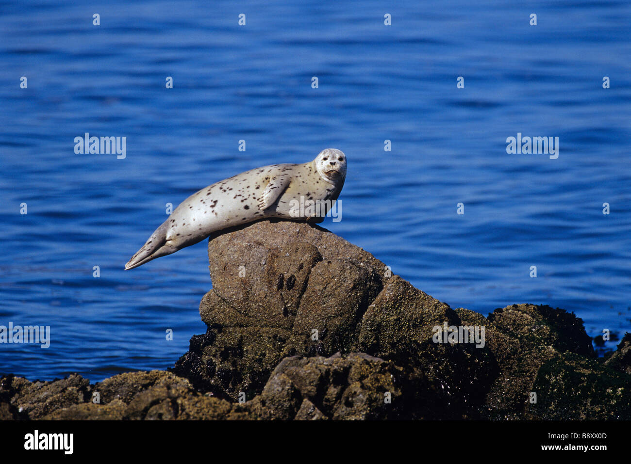 PACIFIC HARBOR SEAL, MONTEREY, CALIFORNIA, U.S.A Stock Photo - Alamy