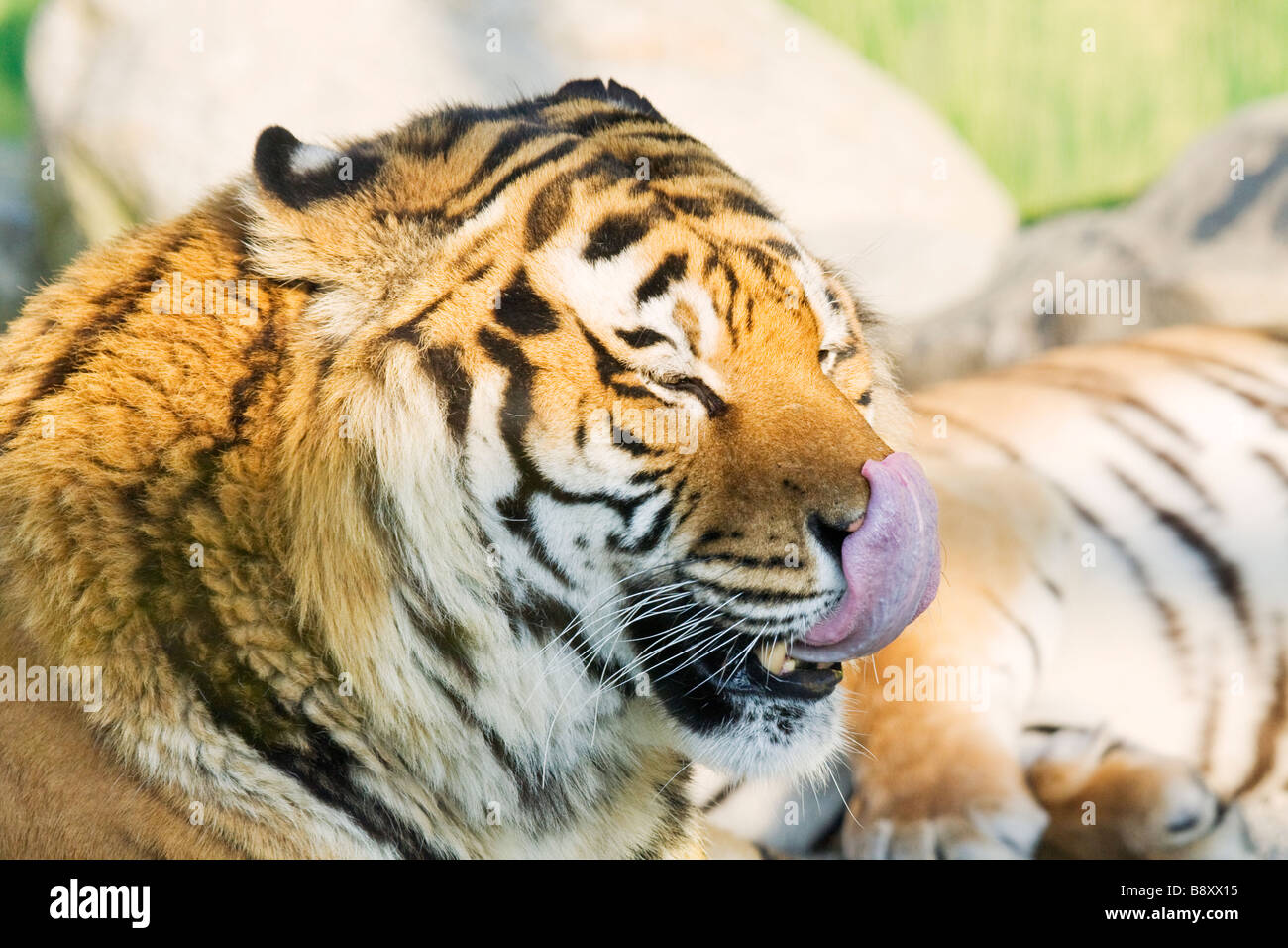 Tiger tongue hi-res stock photography and images - Alamy
