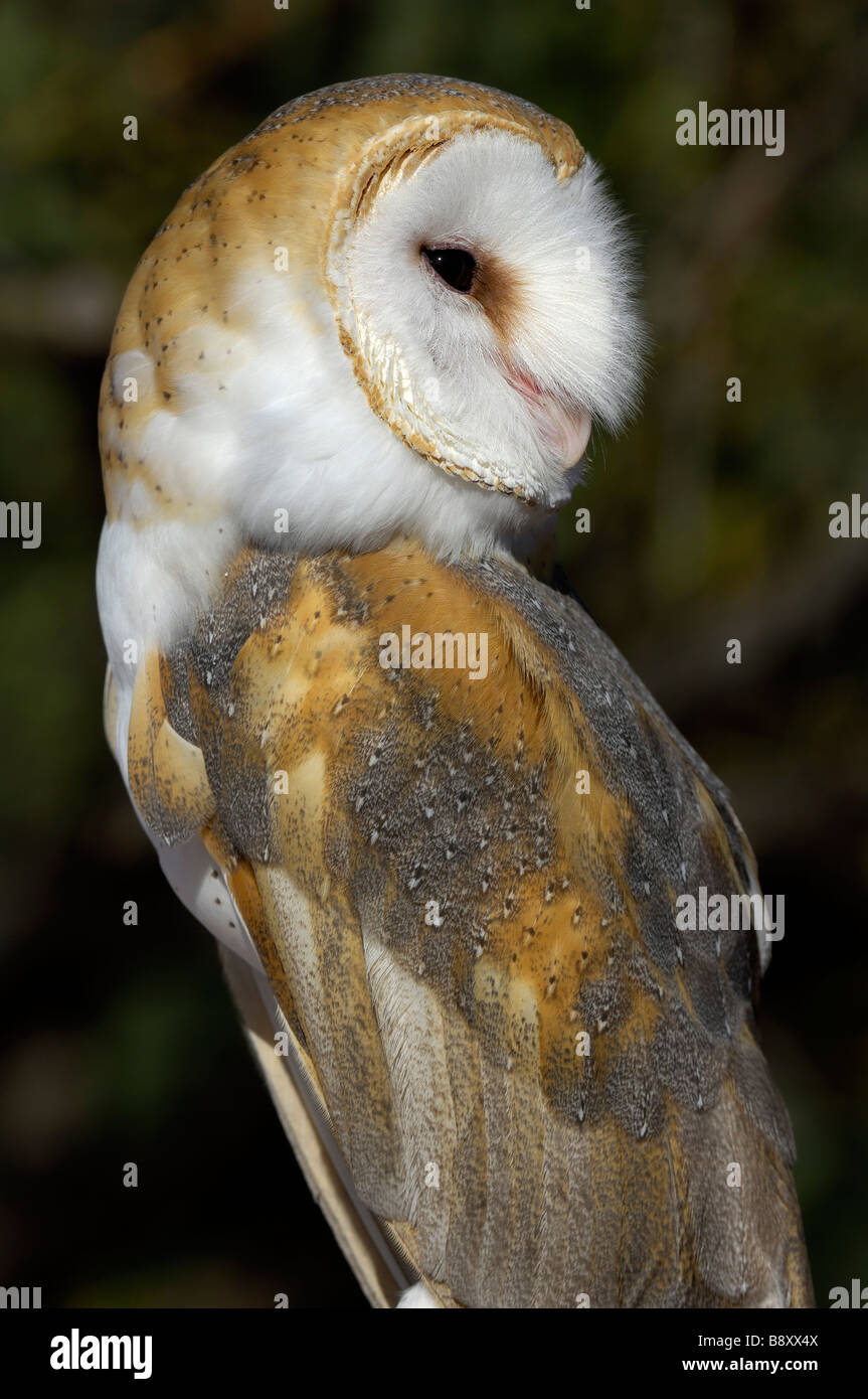 Barn owl profile Stock Photo - Alamy