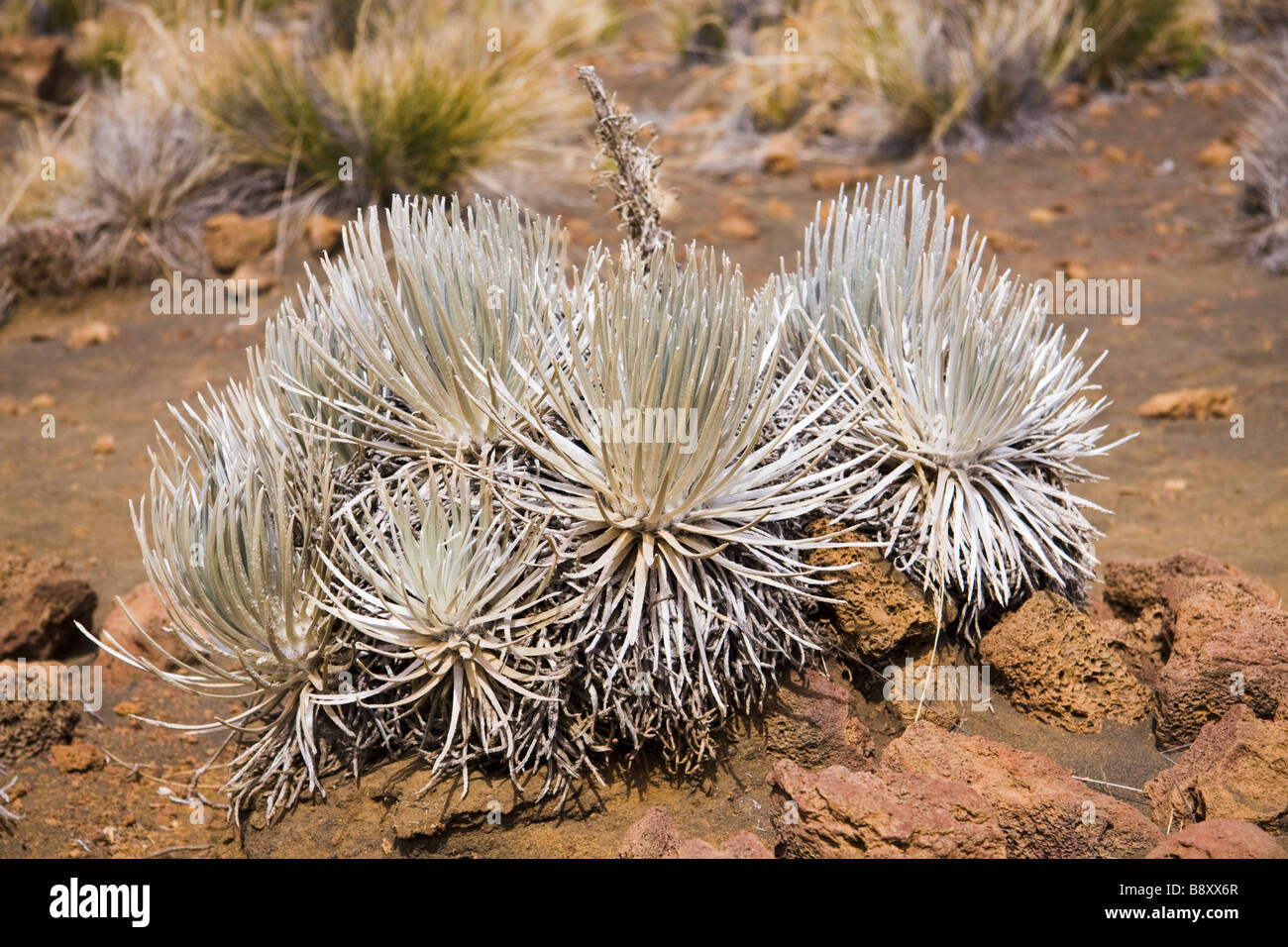 Mauna Kea Silversword - near Mauna Kea Visitor Center - Big Island ...