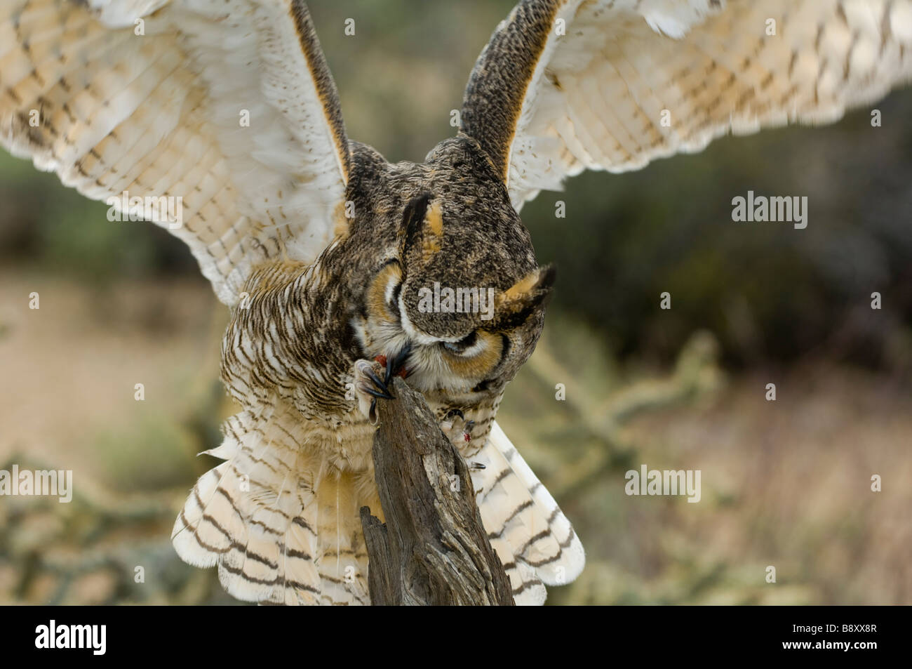 Great Horned Owl With Prey