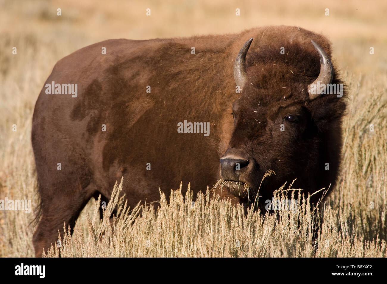 Plains bison bison bison bison grazing in grasslands national park hi ...