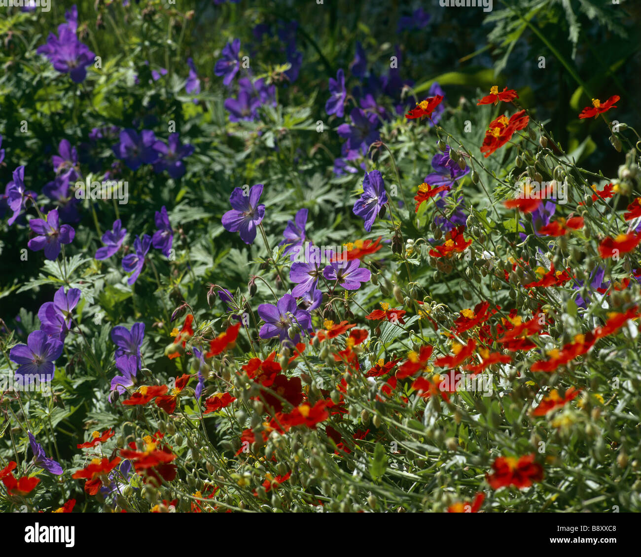 Flower border in the garden at Monk s House Rodmell Lewes home of ...
