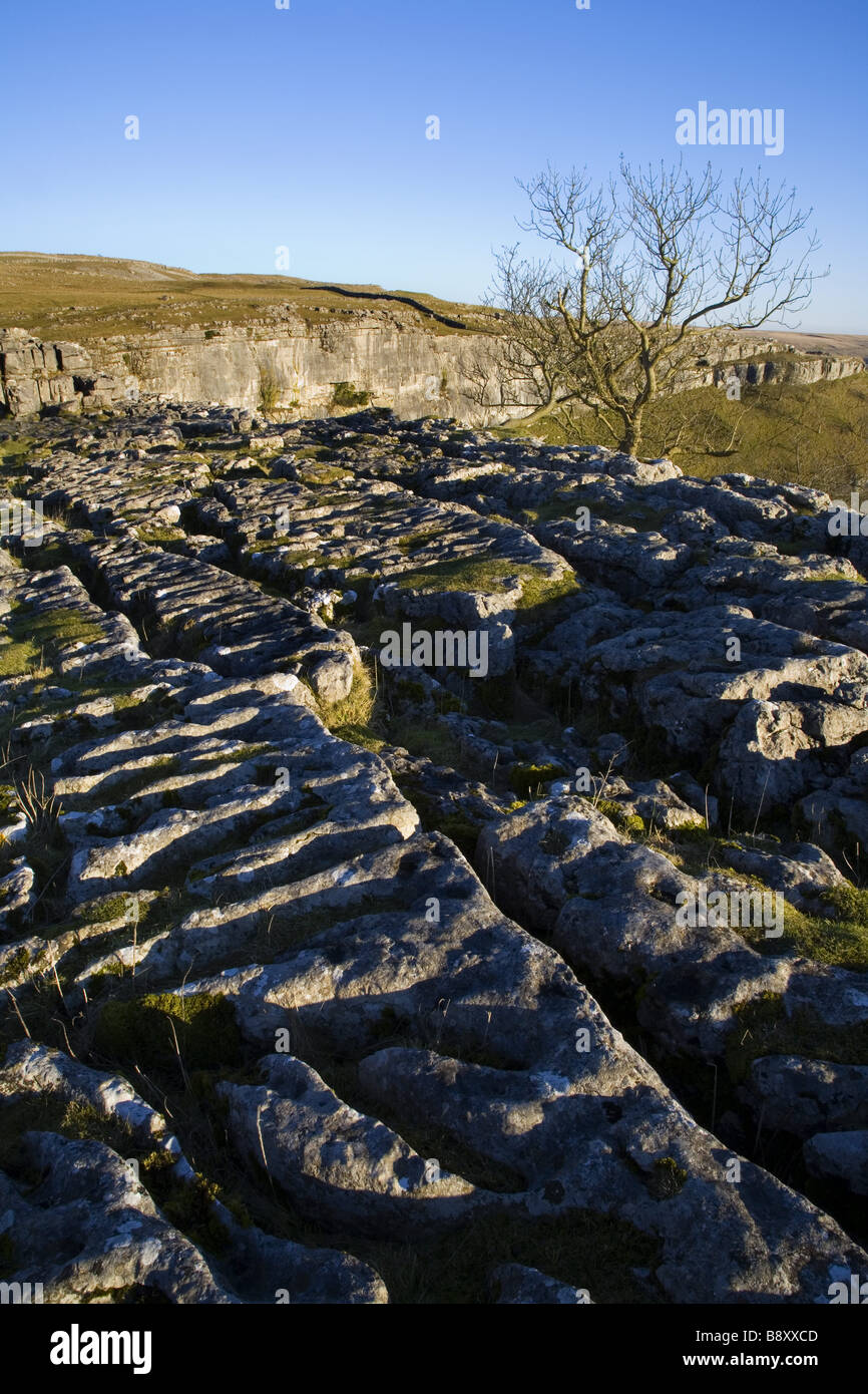 Limestone pavement above Malham Cove Malham Tarn Estate North Yorkshire ...