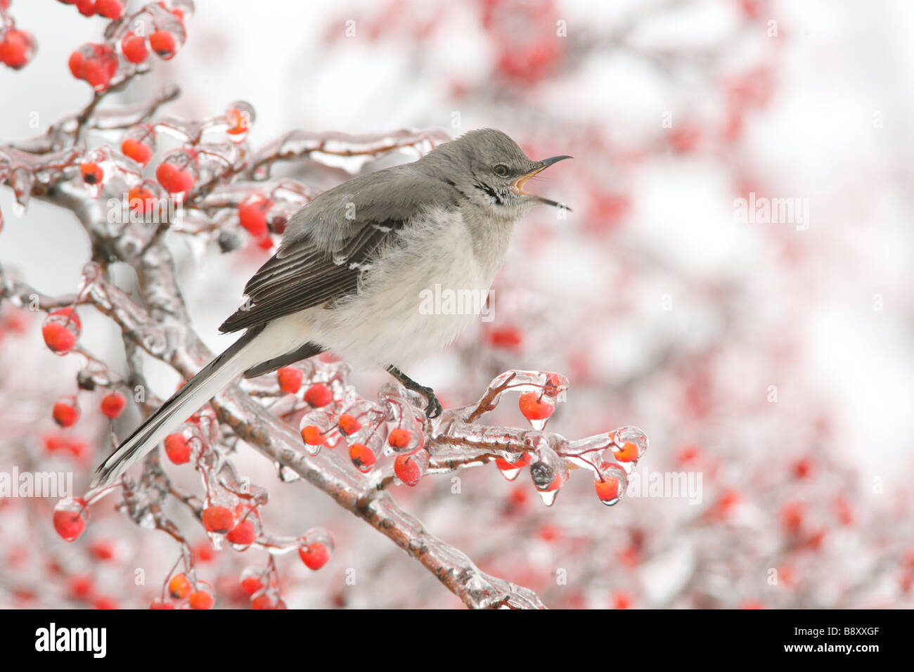 Mockingbird singing hi-res stock photography and images - Alamy