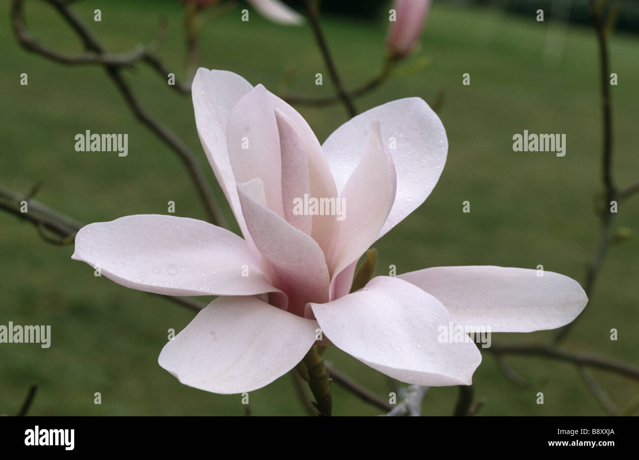 Magnolia "Anne Rosse" in the garden at Nymans Stock Photo - Alamy